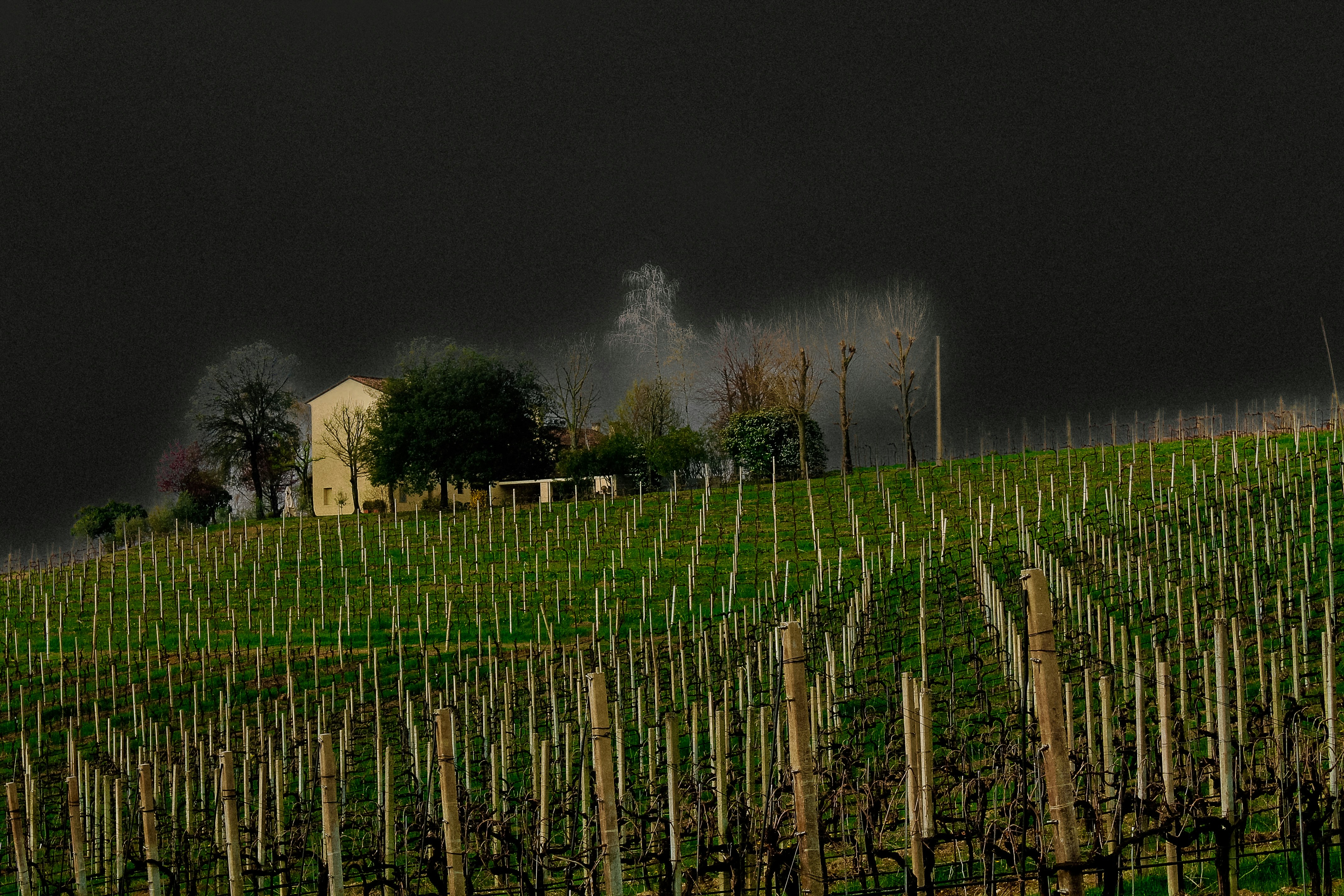 Vine rows lead toward a small house perched on a gentle hill under a dark sky, with trees and a distant fence creating a quiet rural scene.