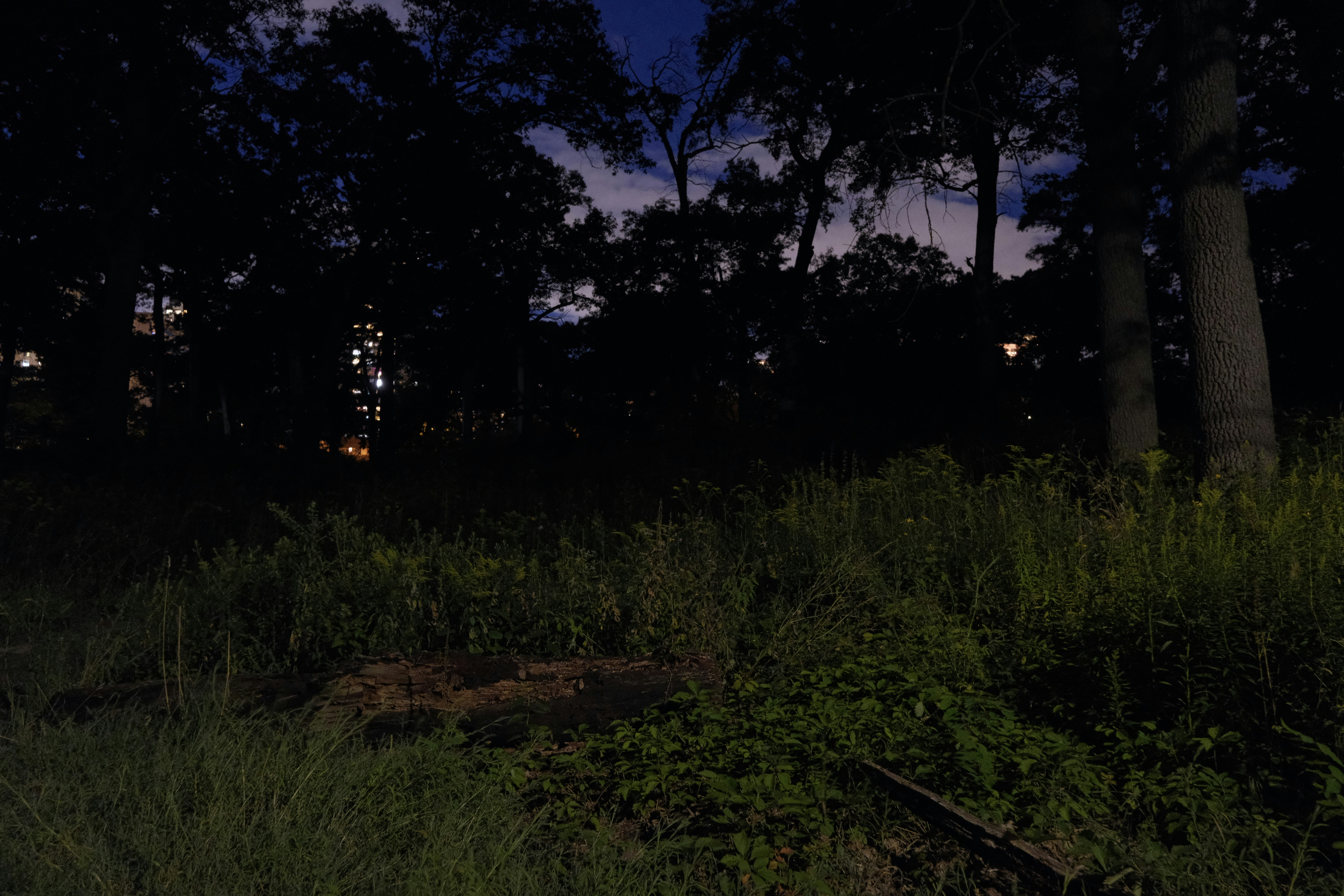 Moonlit Clearing Amid Dense Pines