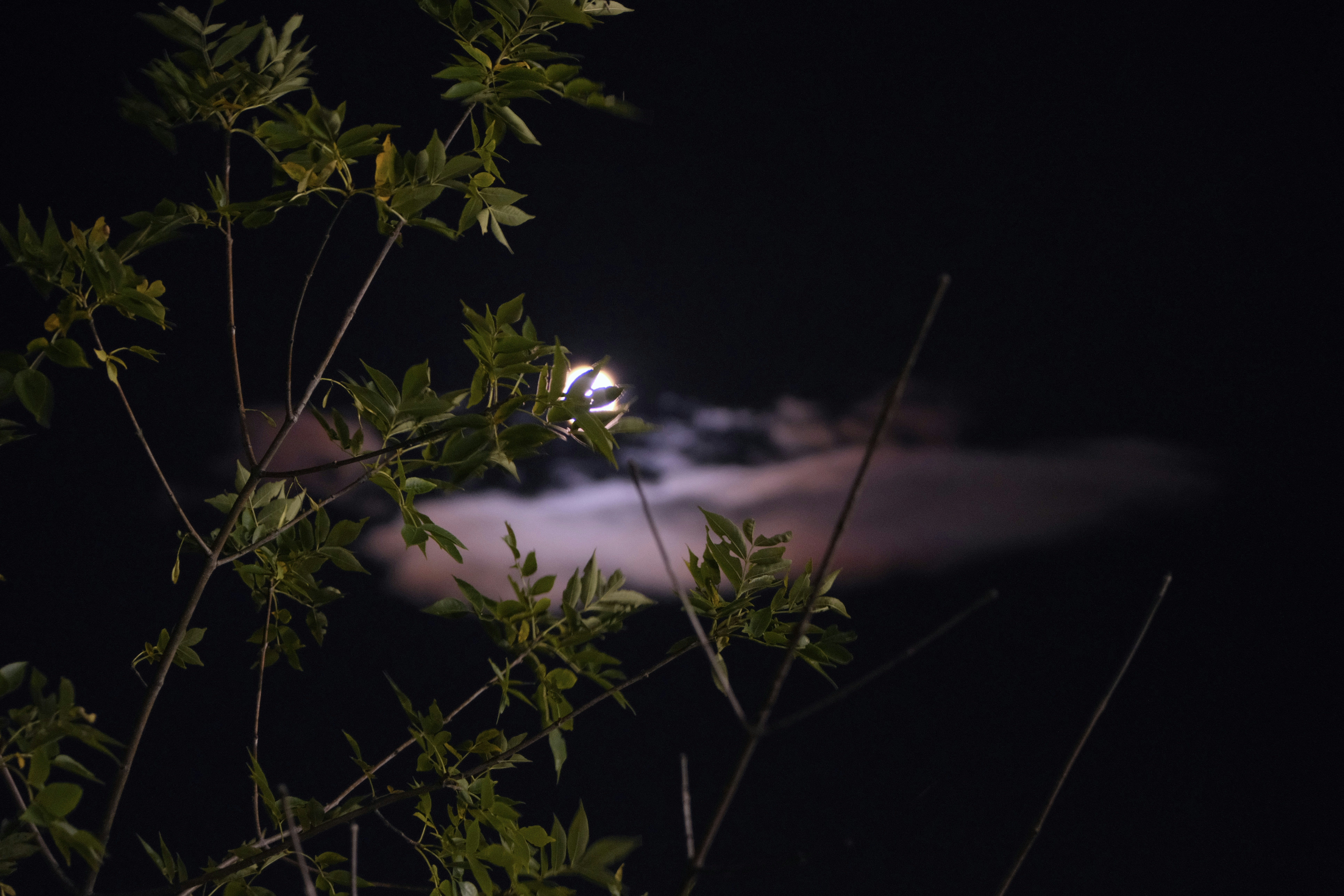 Moonlit Leaves: A Night Scene with Gentle Backlight