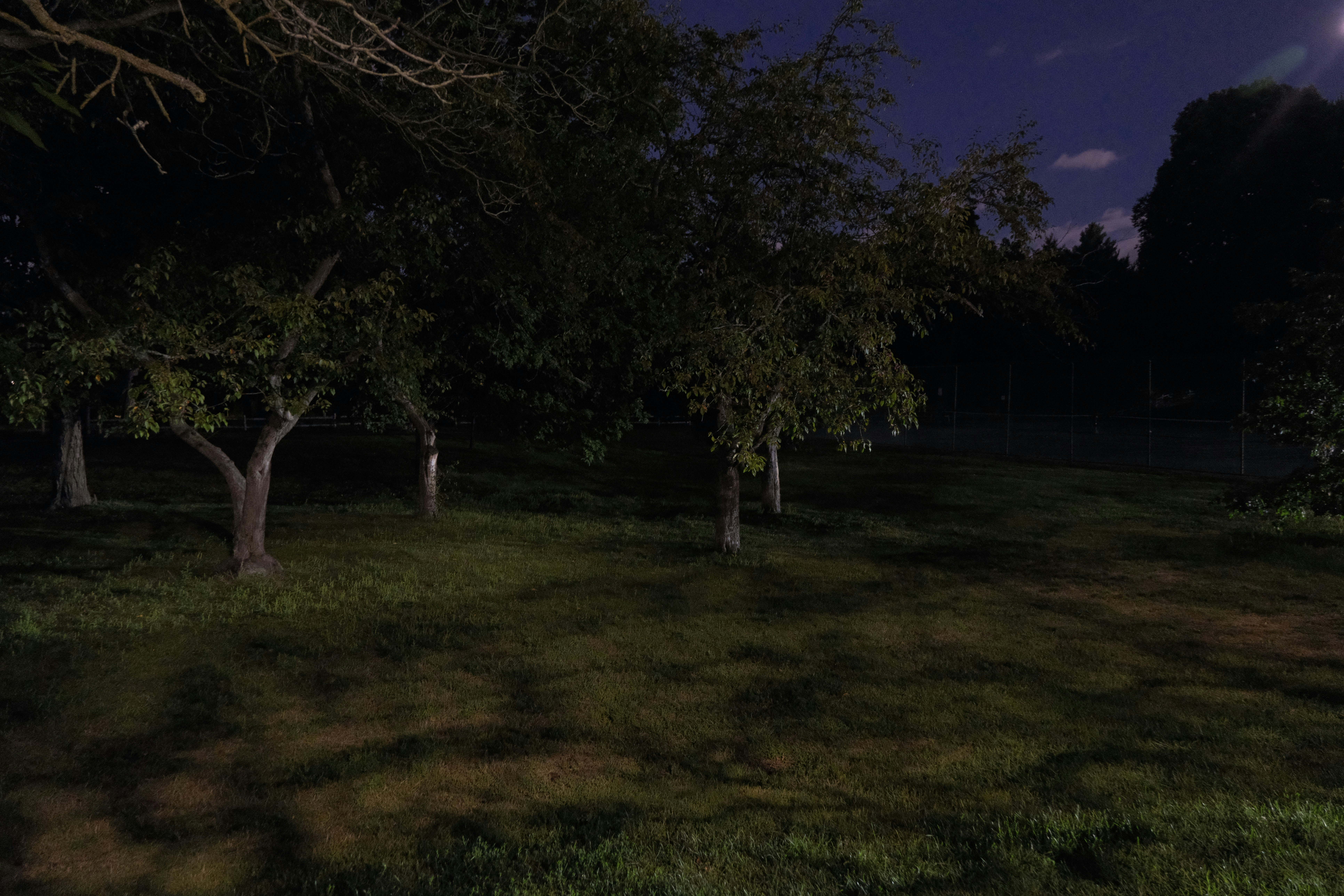 Night Orchard in Quiet Moonlight