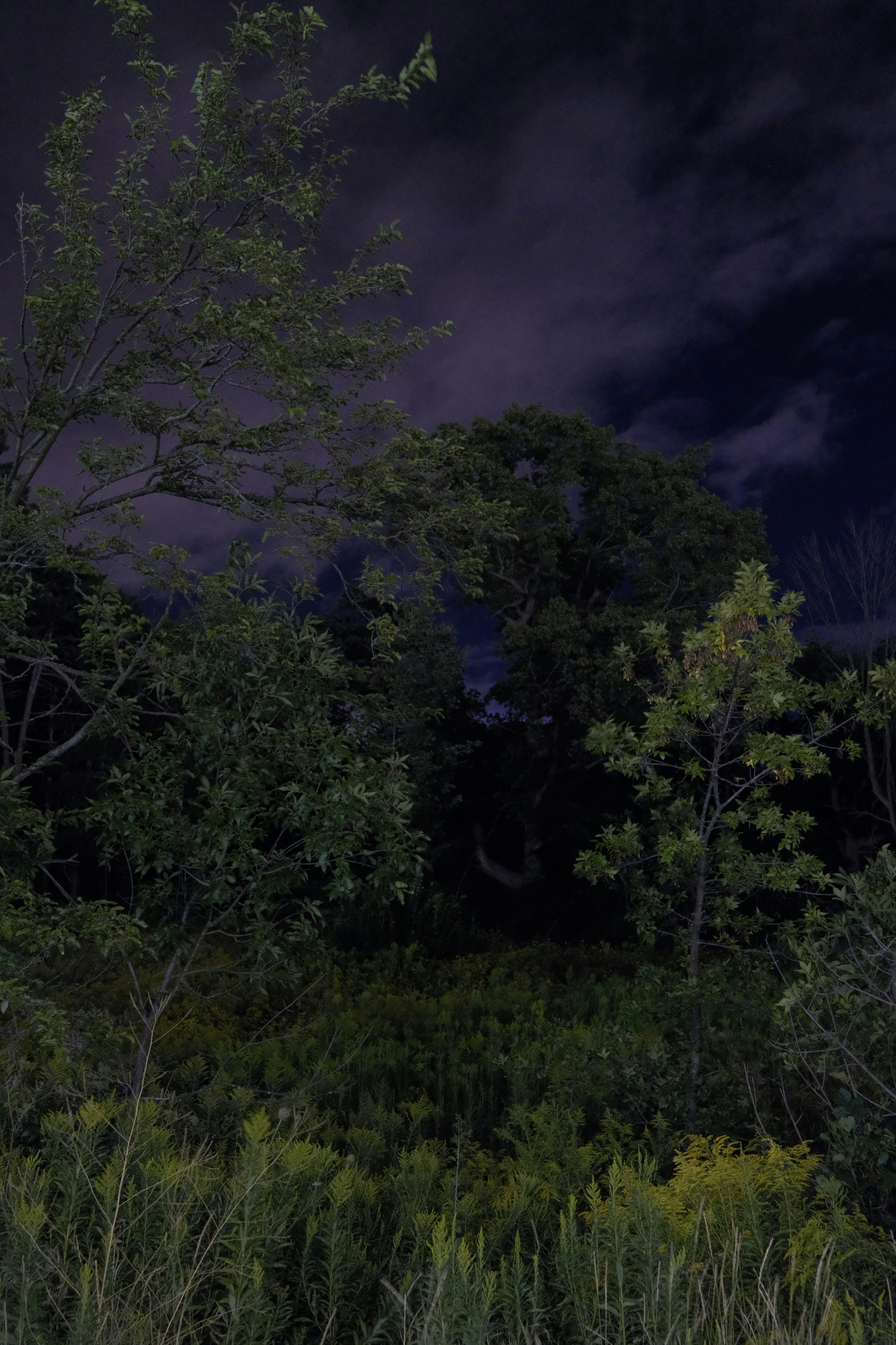 Moonlit Clearing Behind Leafy Veil