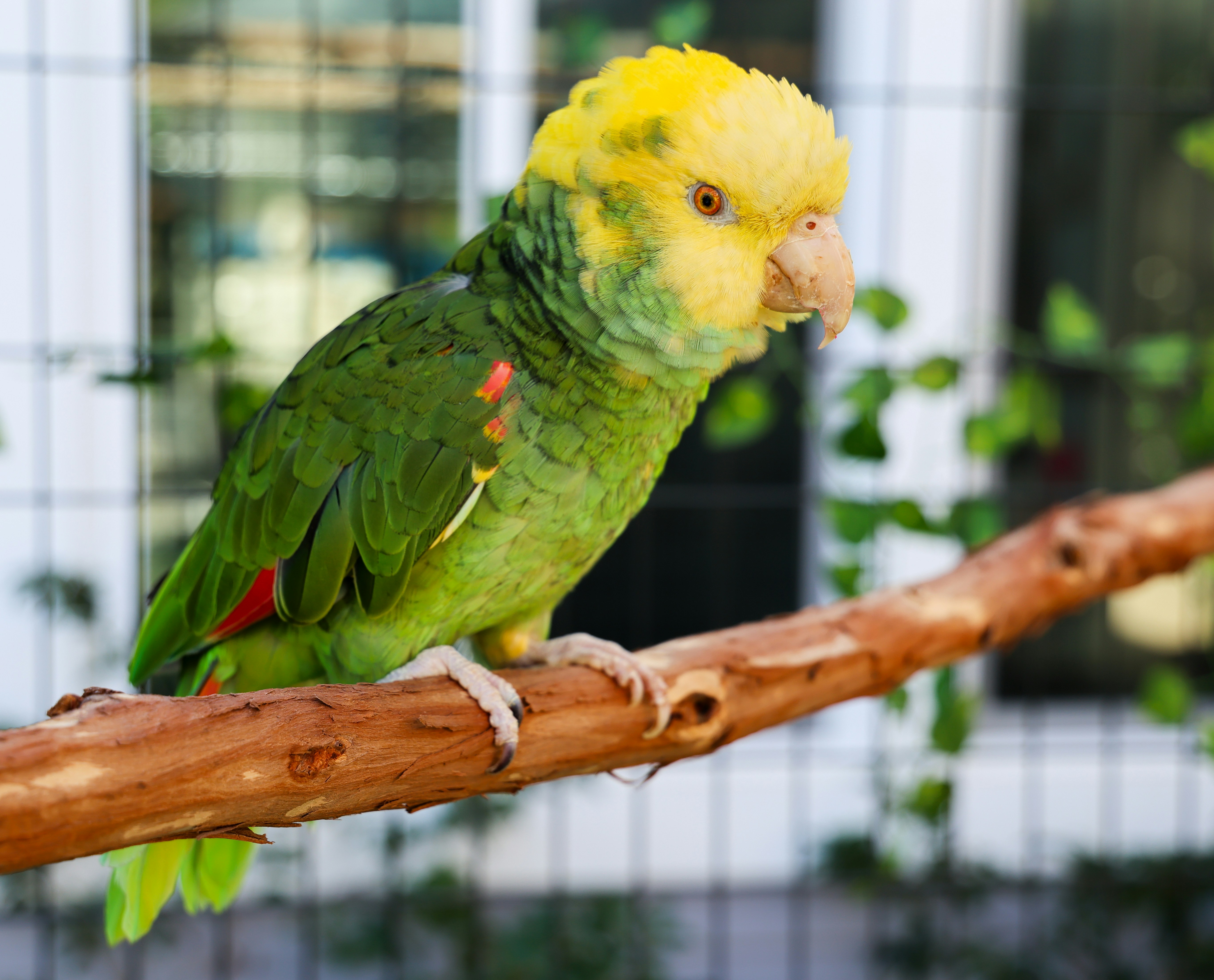 Emerald Crested Parrot Perched on a Weathered Branch