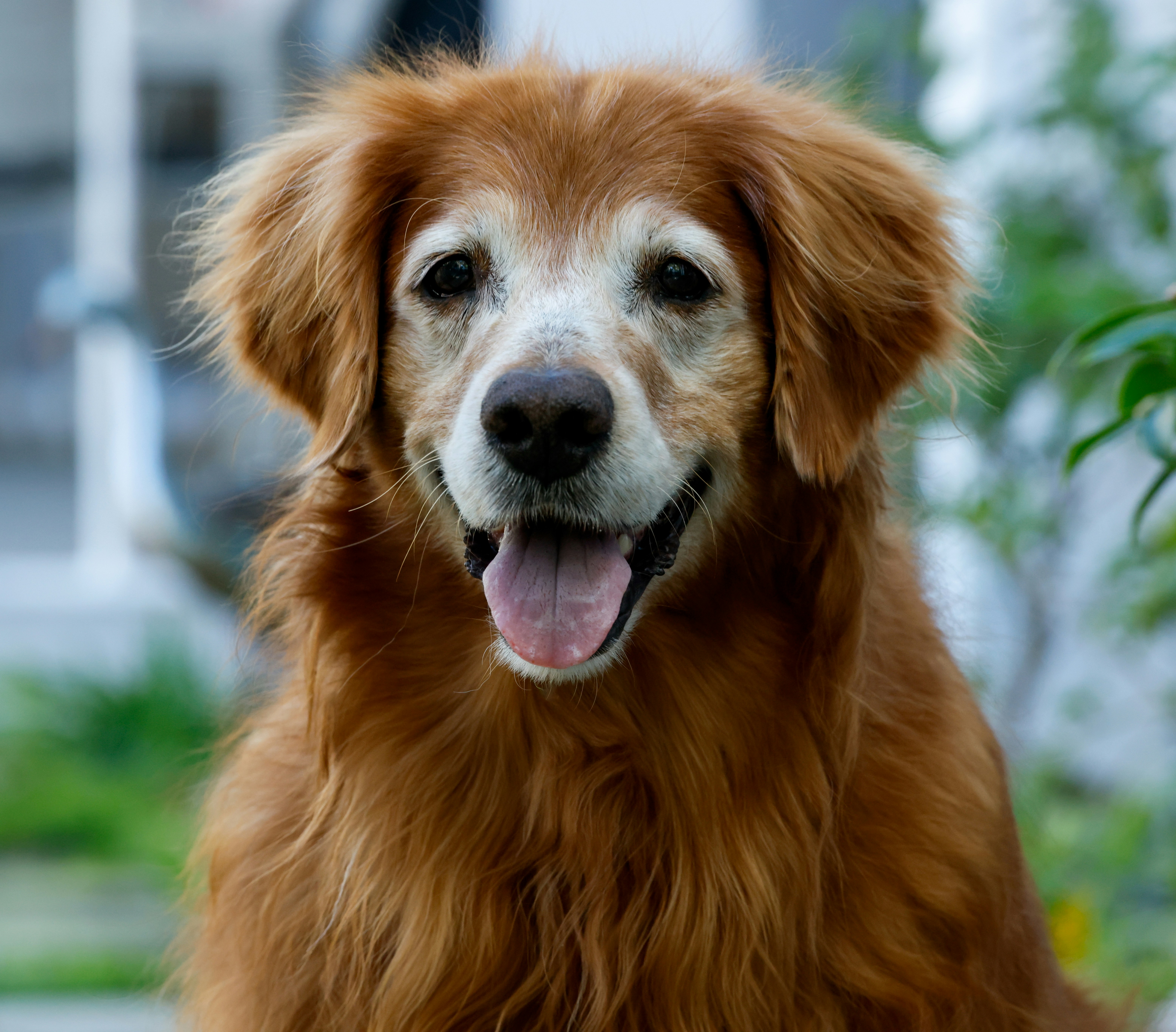 Golden Retriever photos