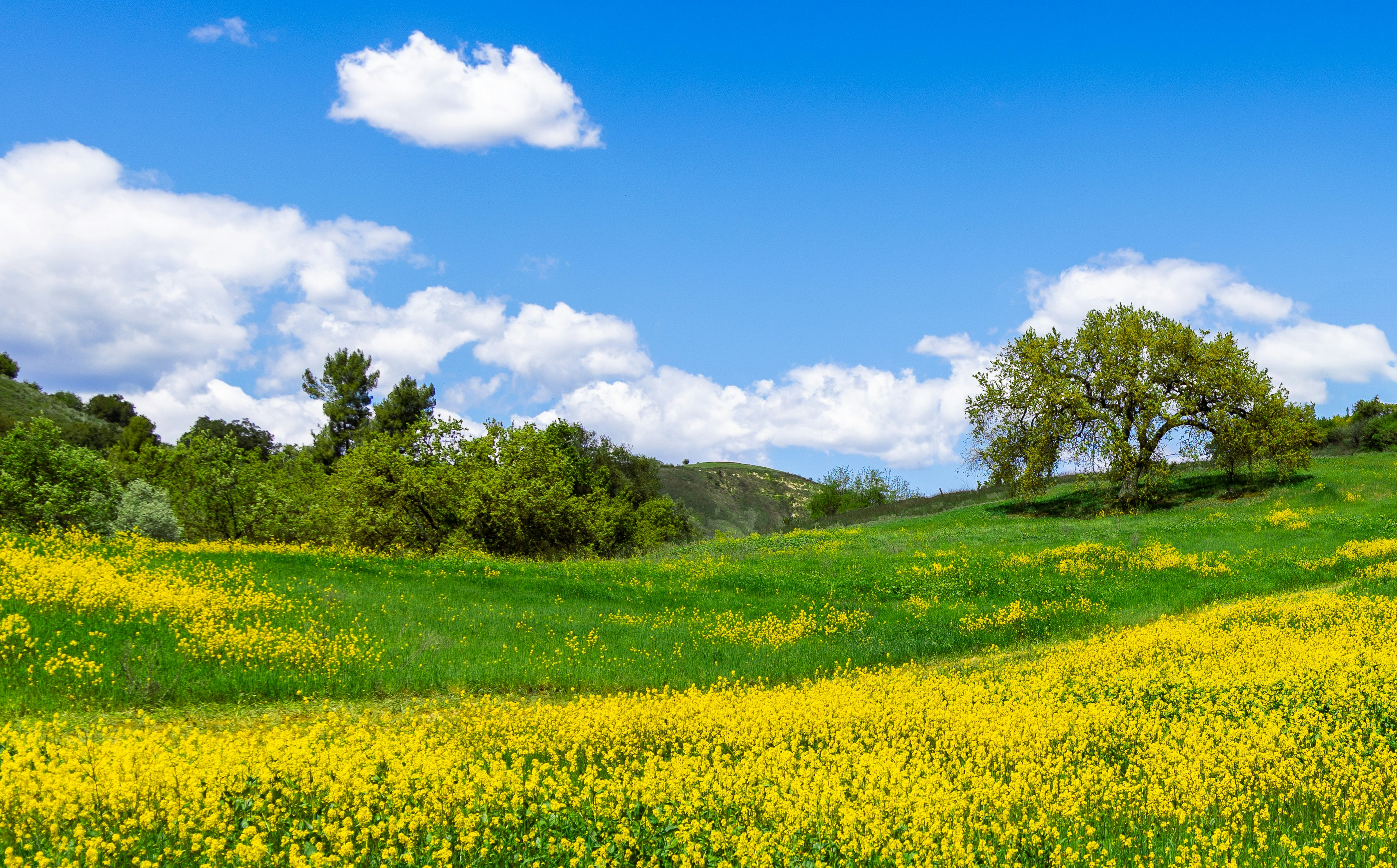Sunlit Canopy of Gold and Green Across a Rolling Meadow