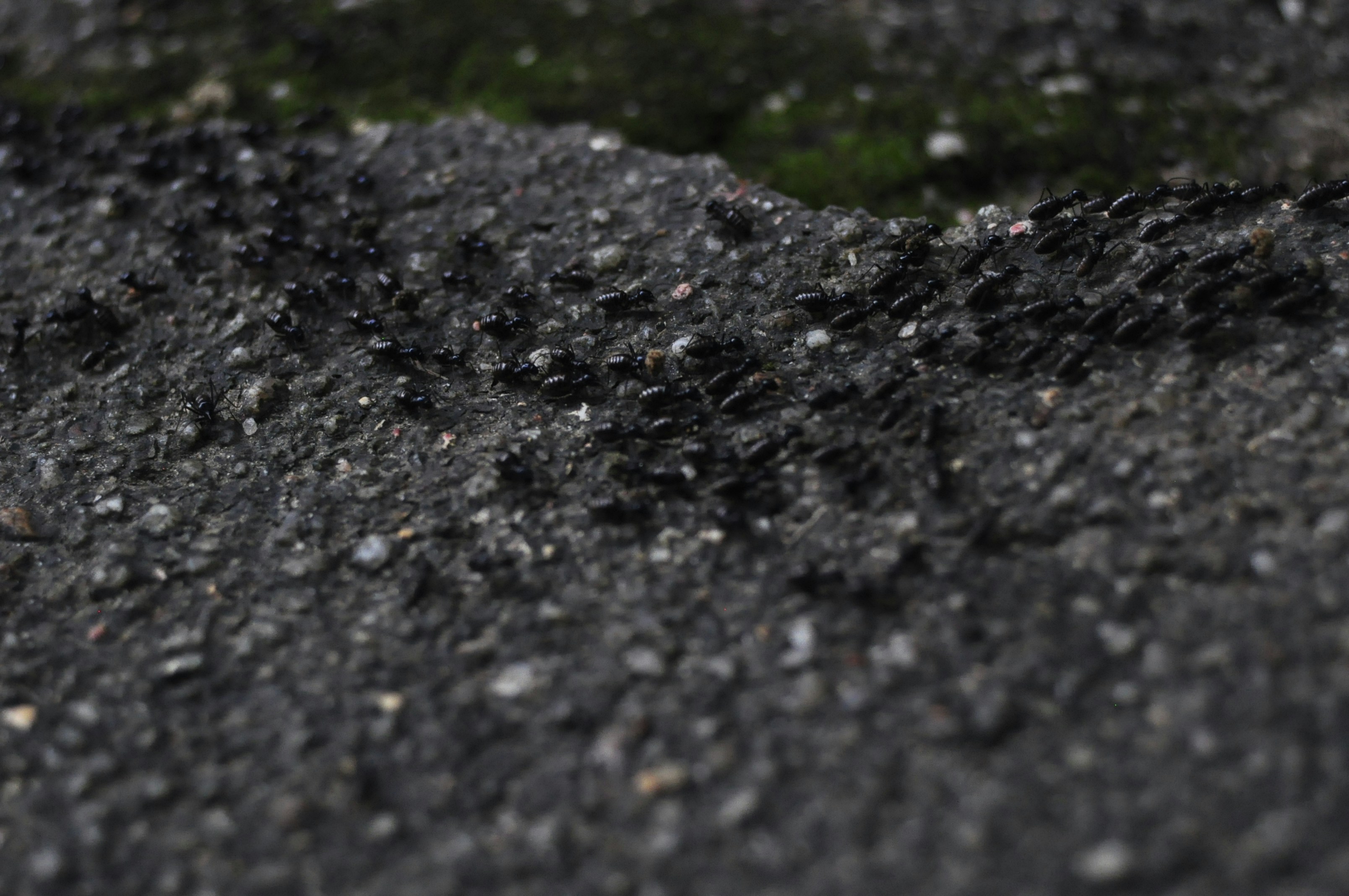 Close-up of dark granular gravel on a low sloping surface, with small stones and damp texture; the scene emphasizes micro-surface detail and contrast. This is a natural shot of terrain, not a logo, illustration, painting, or cartoon.