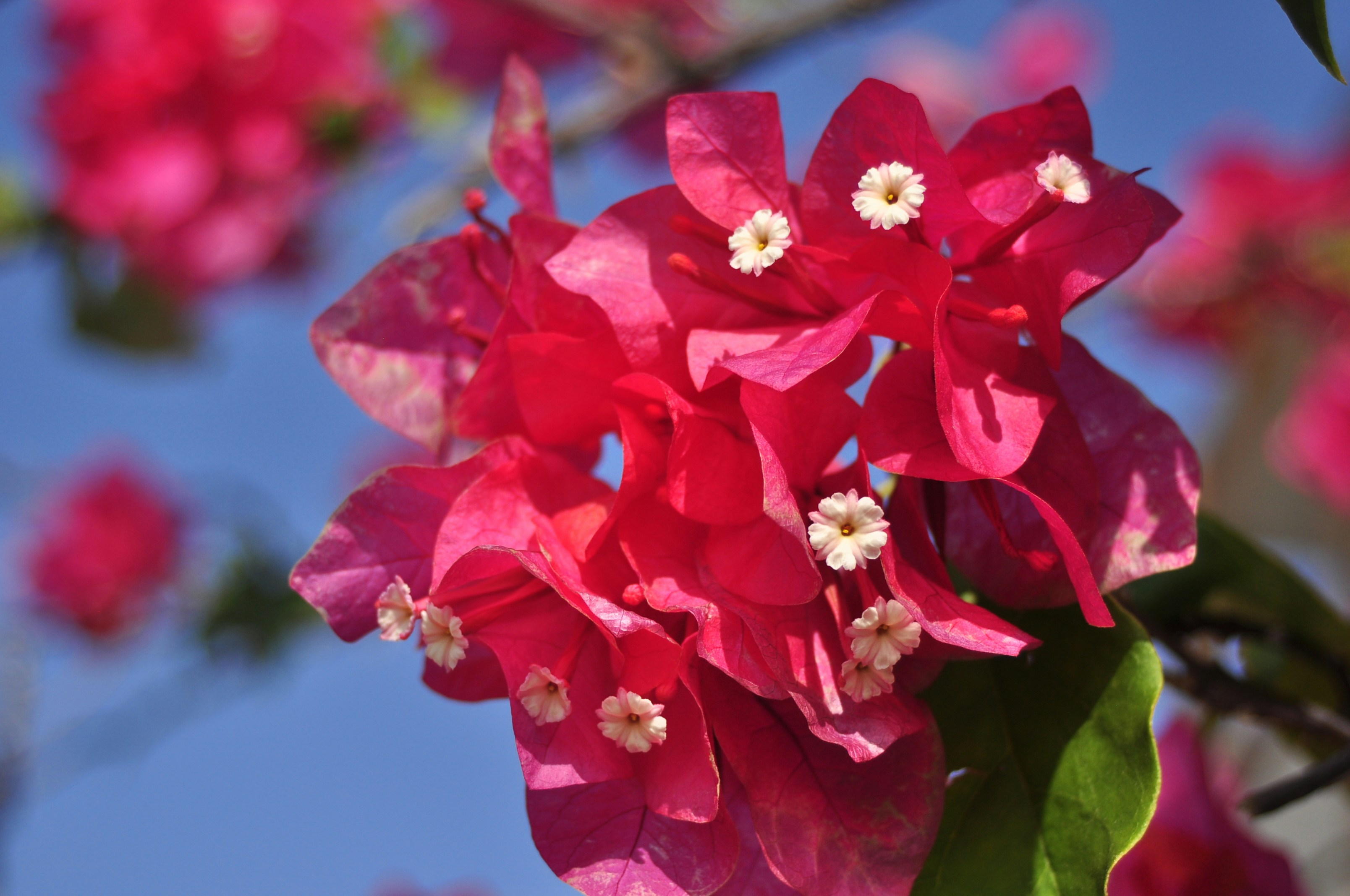 Vivid Bougainvillea Bloom Against a Clear Sky