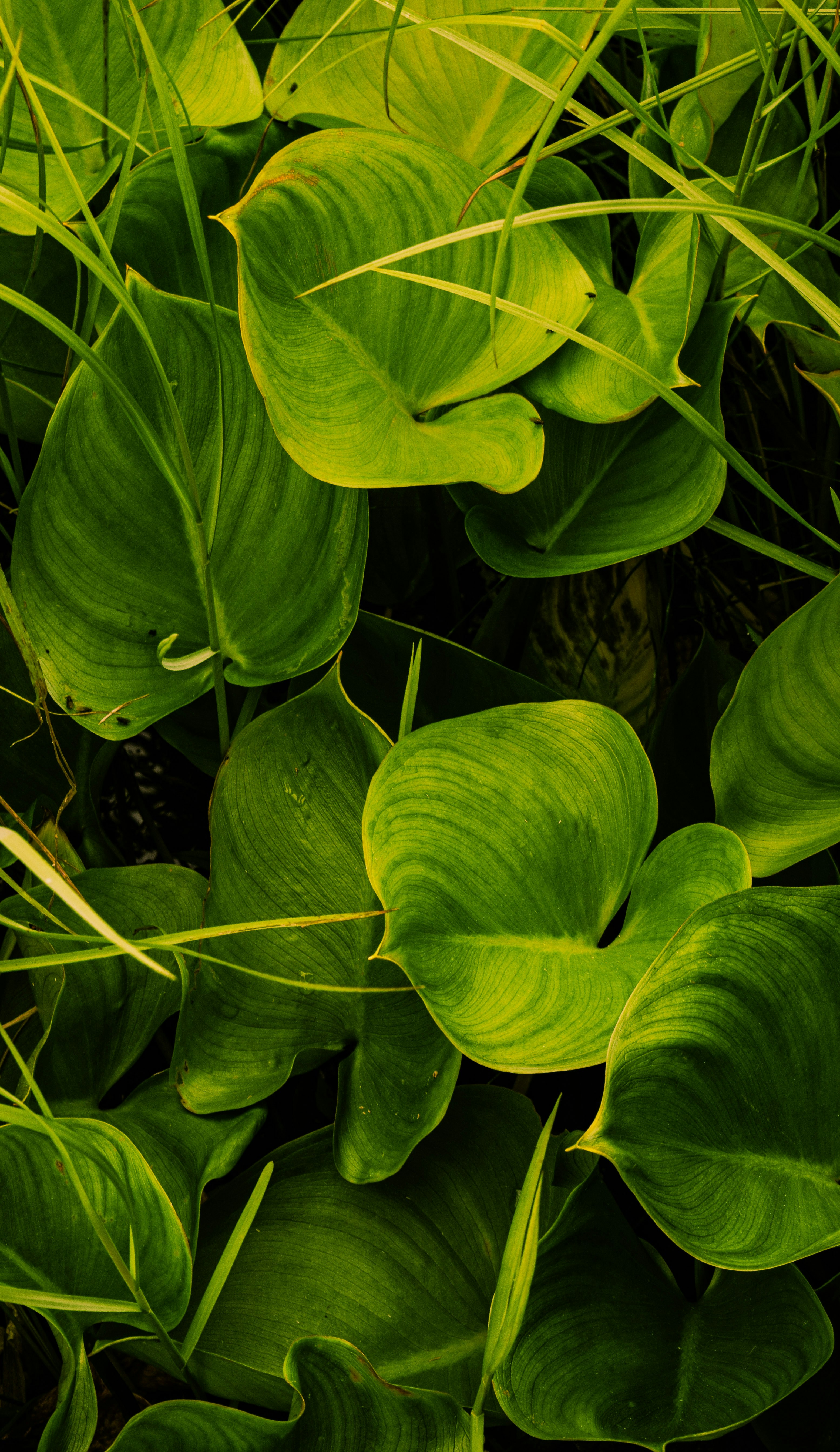 Emerald Ripples: a Close Encounter with Green Leaves