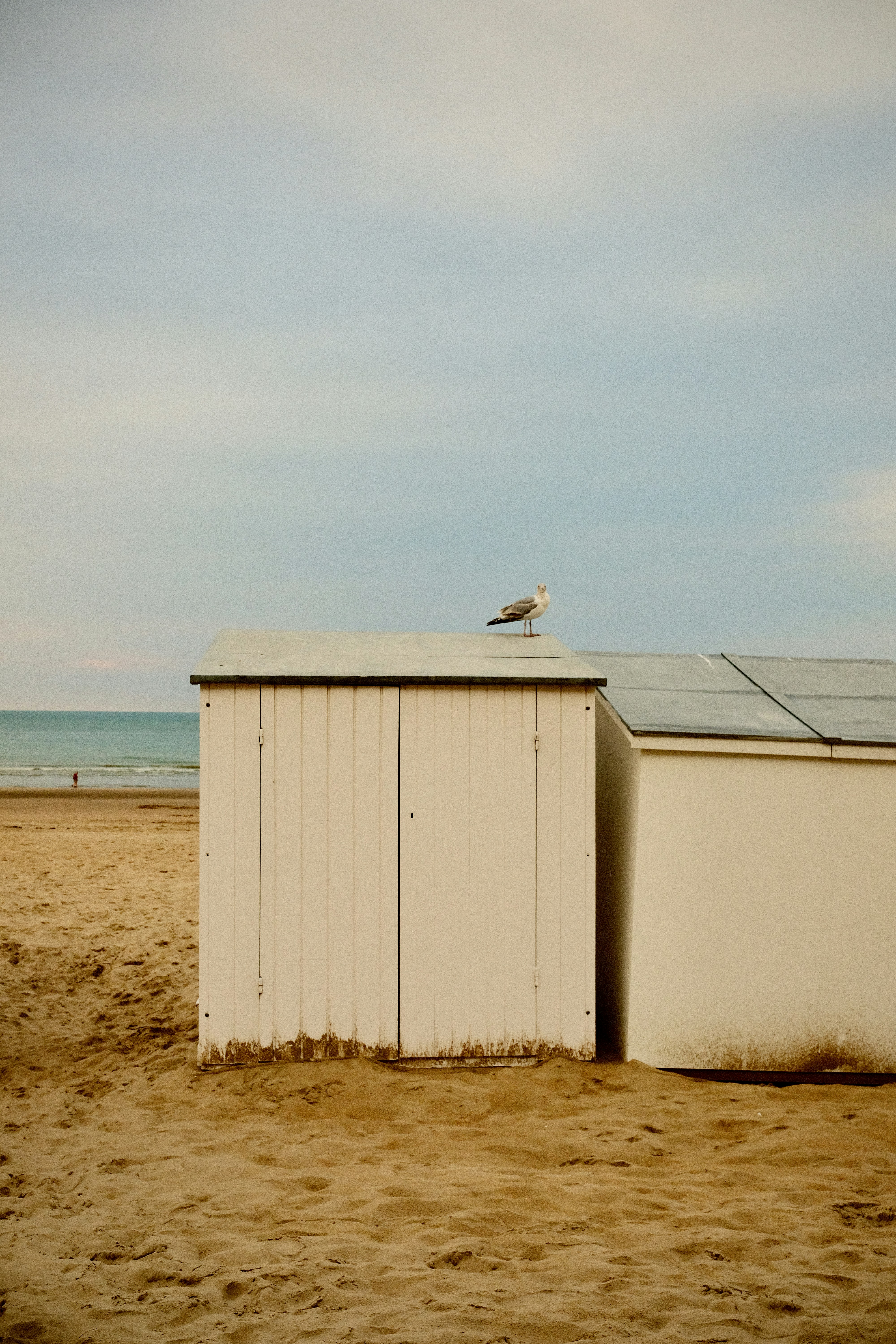 Seabird Sentinel on a Quiet Beach Shed