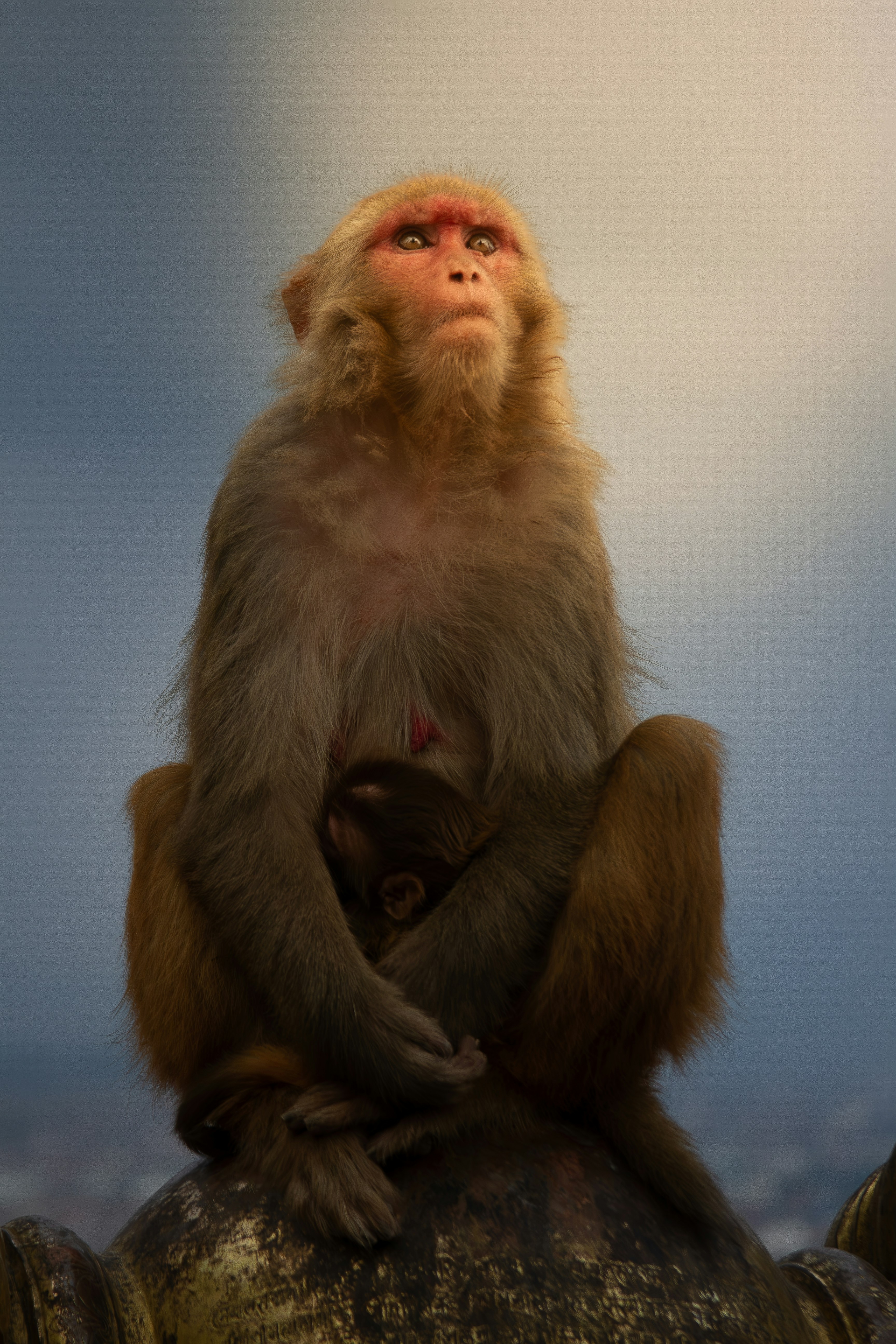 A mother monkey sits atop a rounded surface with a dependent infant nestled in her lap, bathed in soft backlight that silhouettes their forms against a muted sky.