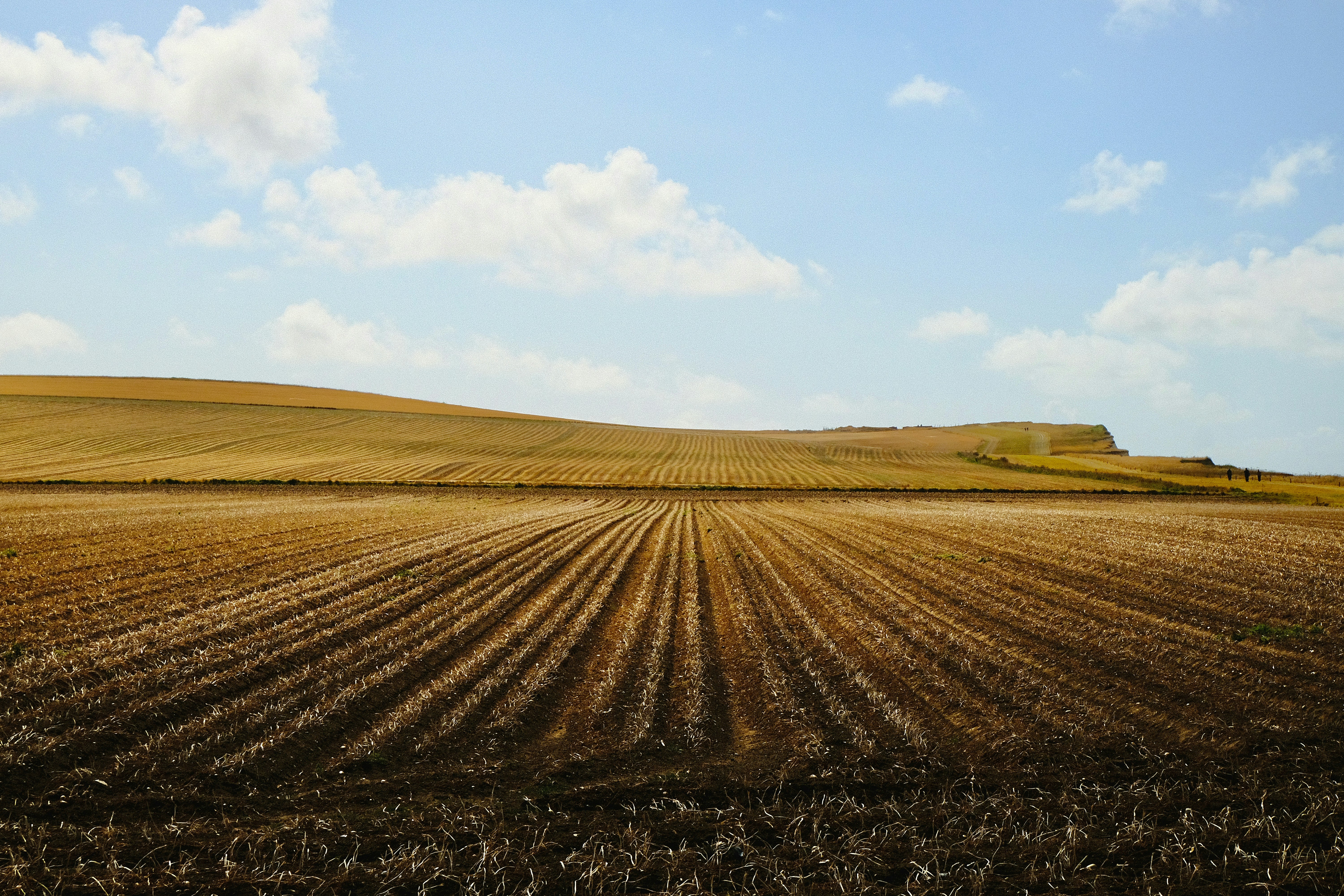 Ridge Lines: Rows Pressed into the Golden Field Under a Wide Sky