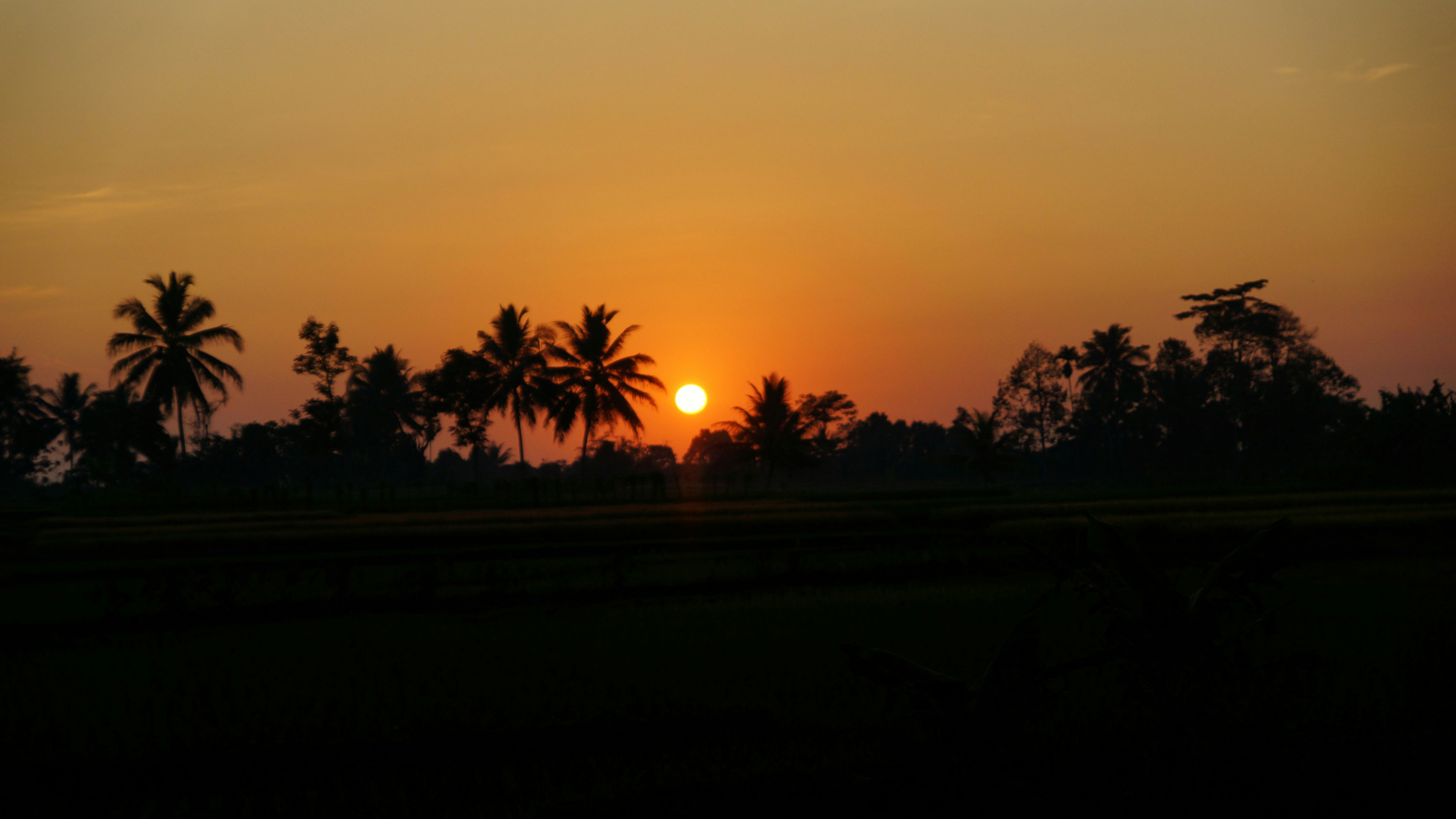 Sunset Silhouette Over a Quiet Palm Horizon