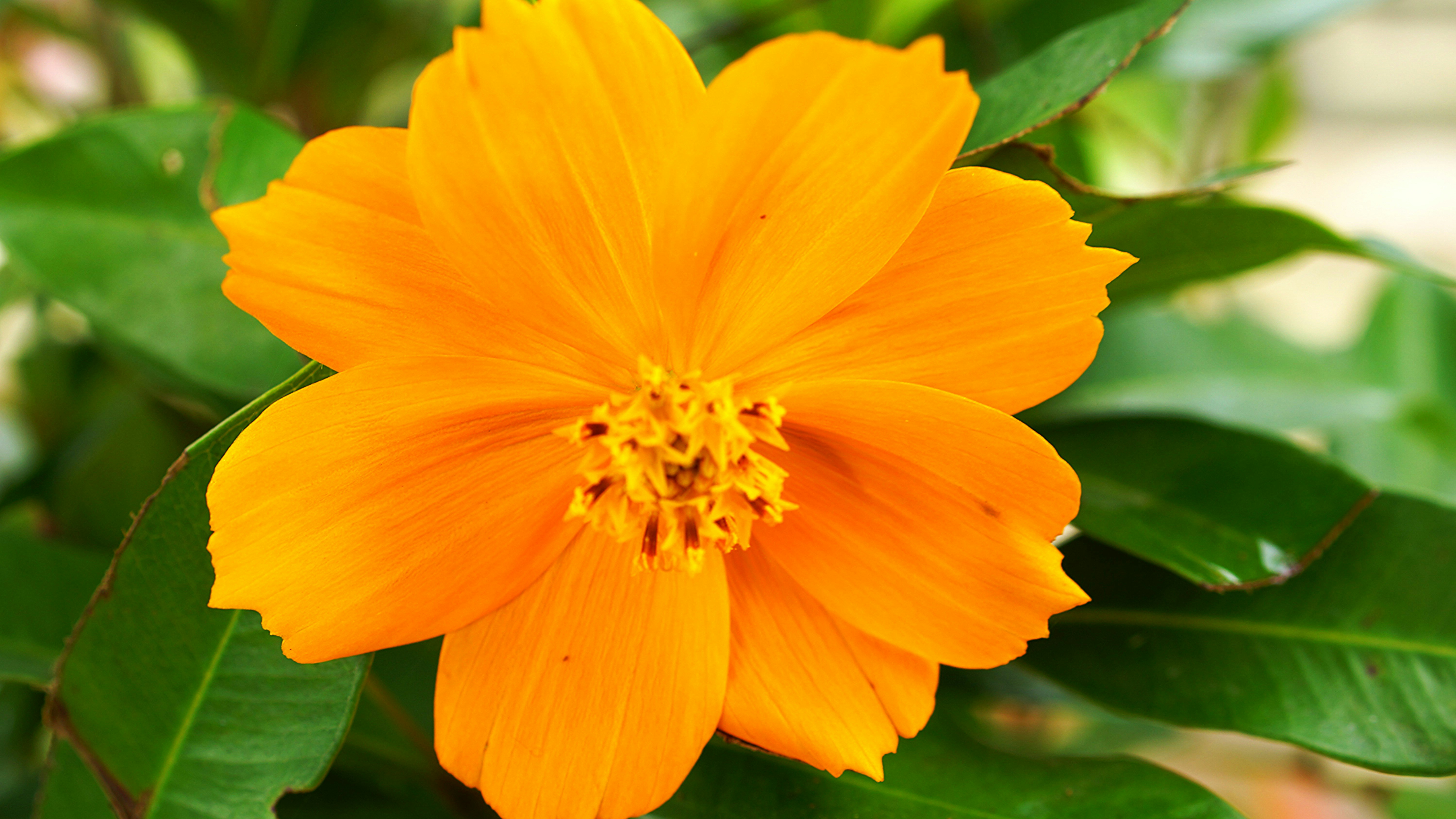 Amber Bloom: Close-Up of a Radiant Orange Cosmos Against Green Foliage