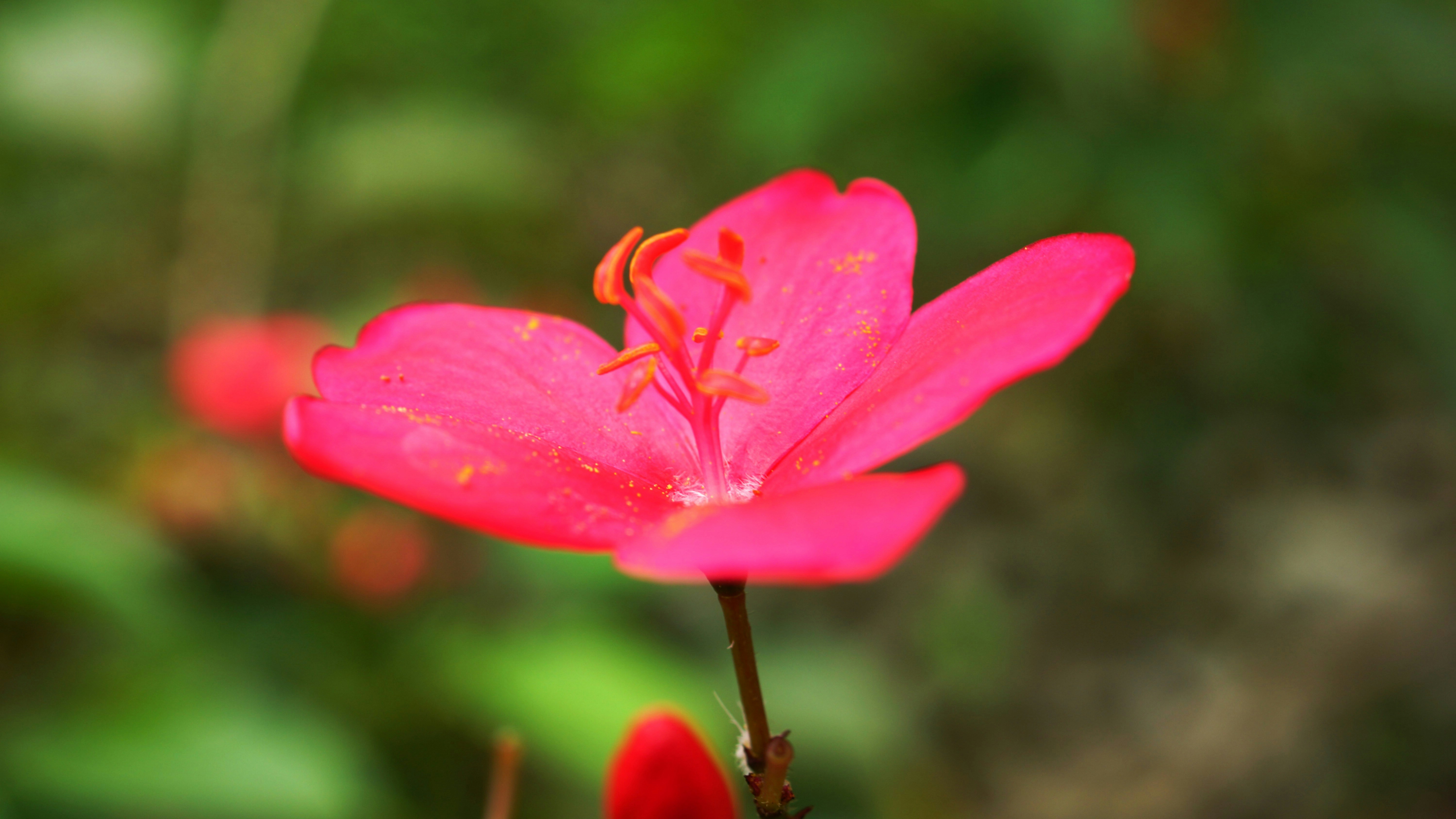 Crimson bloom in soft focus glow
