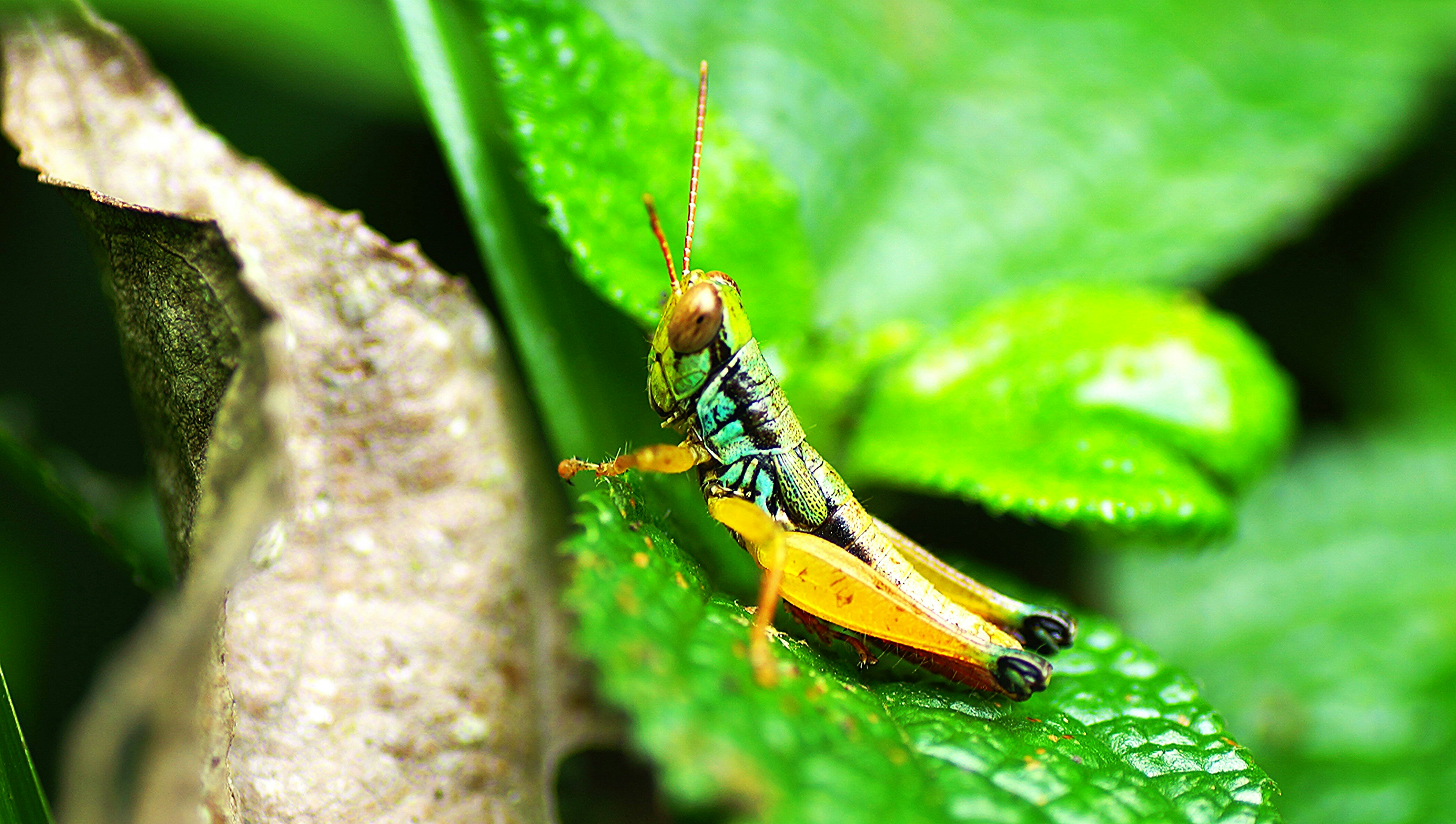 Ecstatic Orchard Prionid: a tiny poet with emerald thorax on a leaf