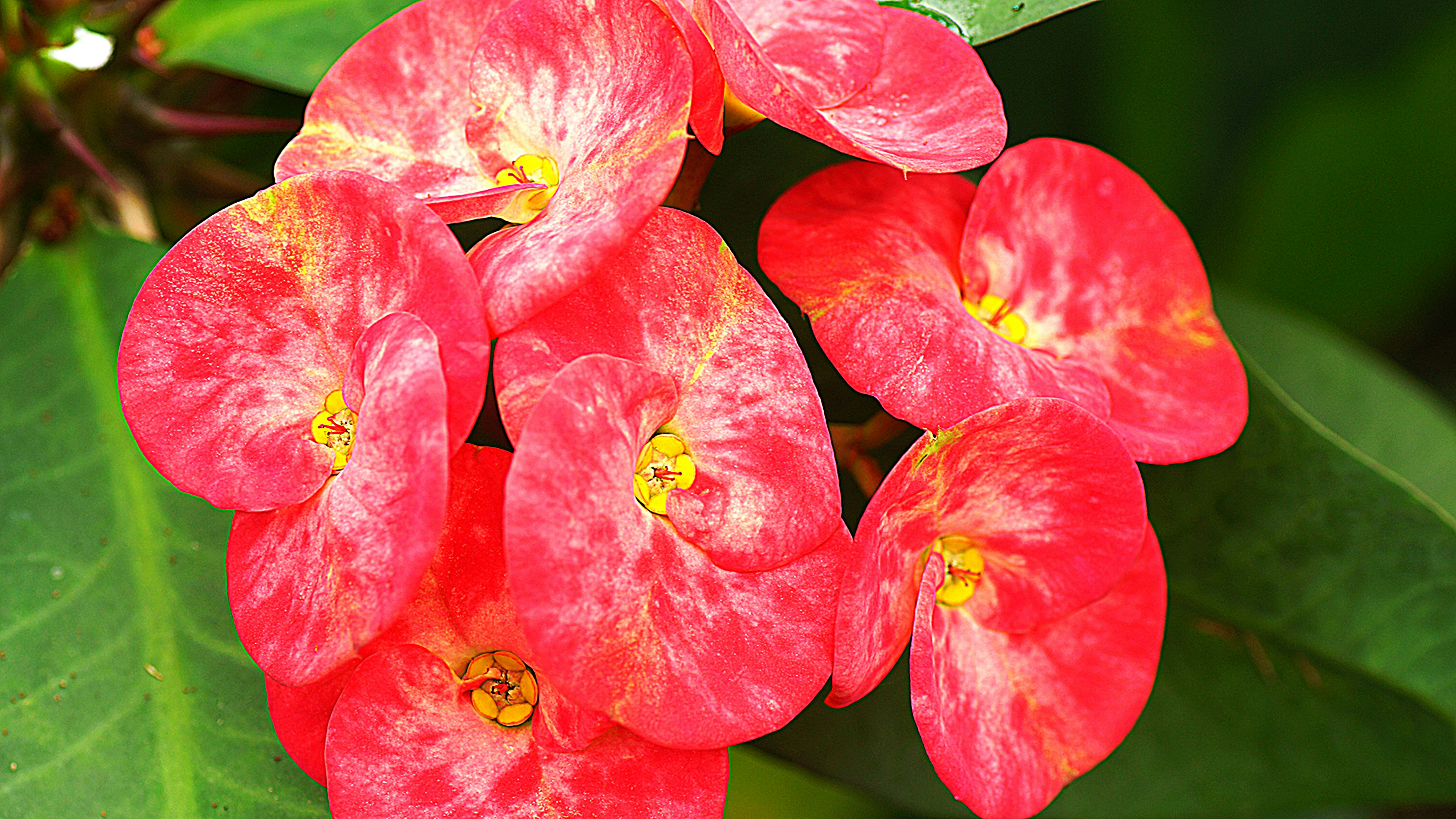 Flaming Coral Blossoms: A Cluster of Vivid Calype Images