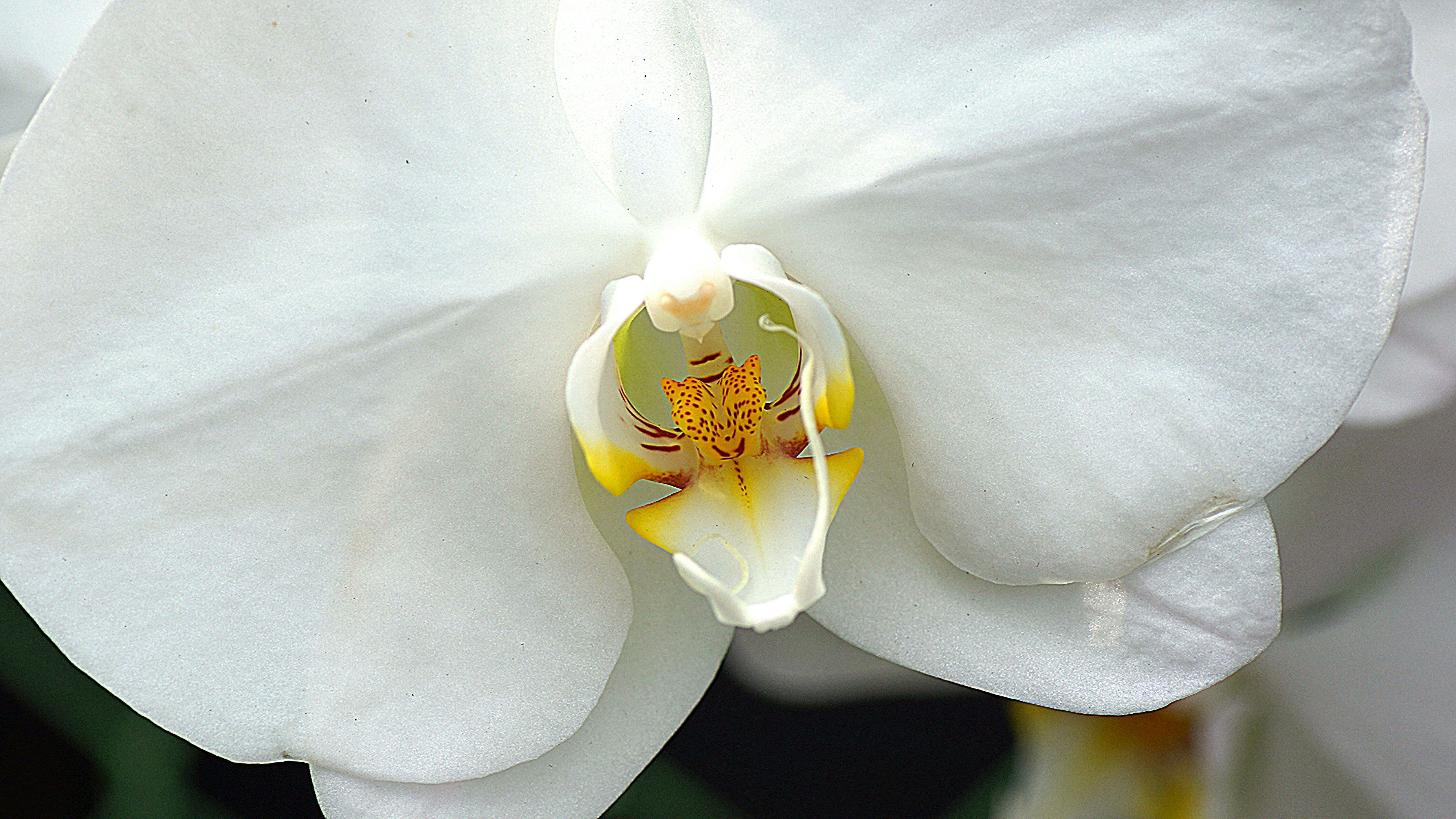 Center Bloom: a Close-Up of a White Orchid's Recessed Lip and Yellow Column