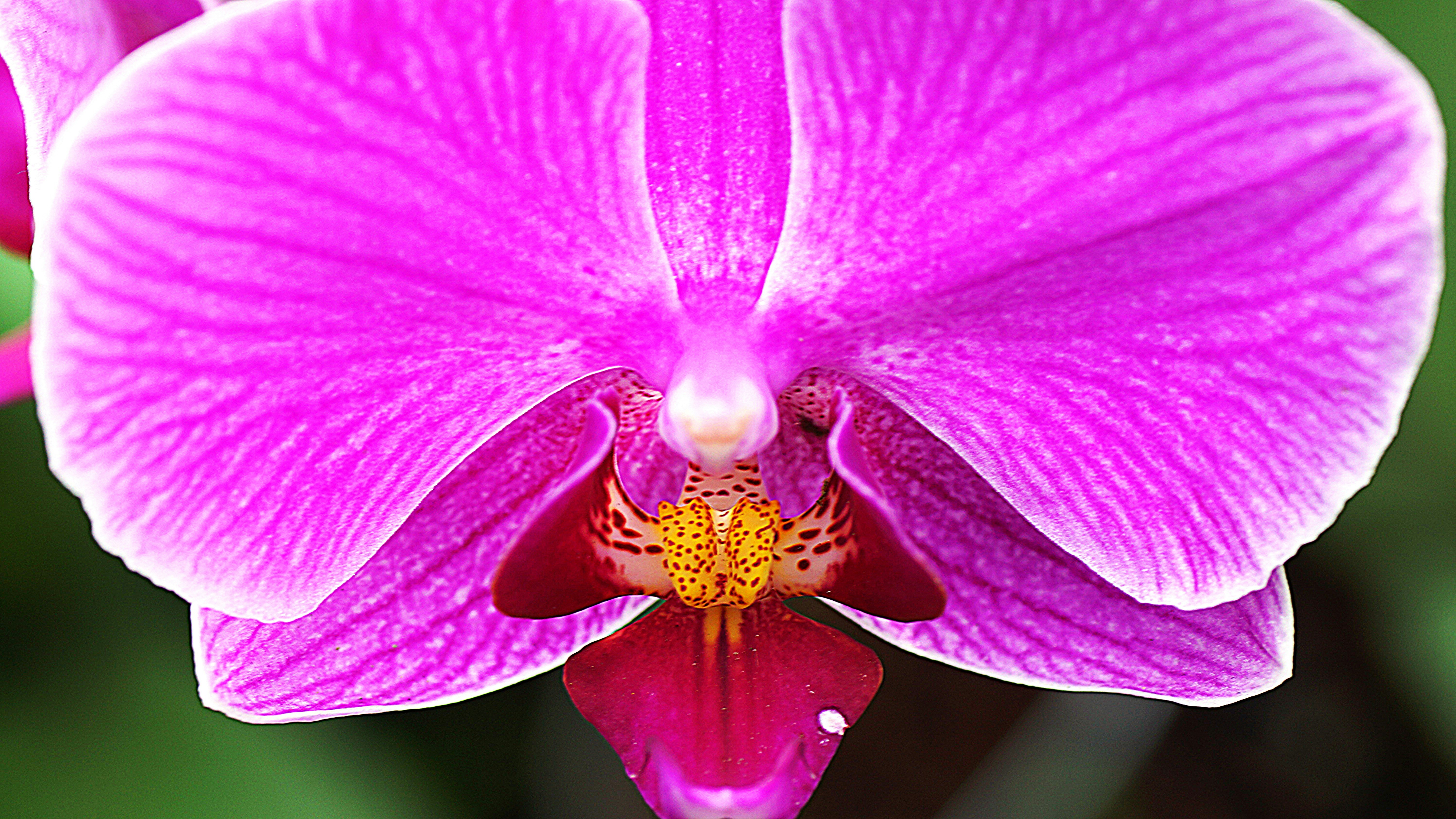 Vibrant Orchid Center Spotlight