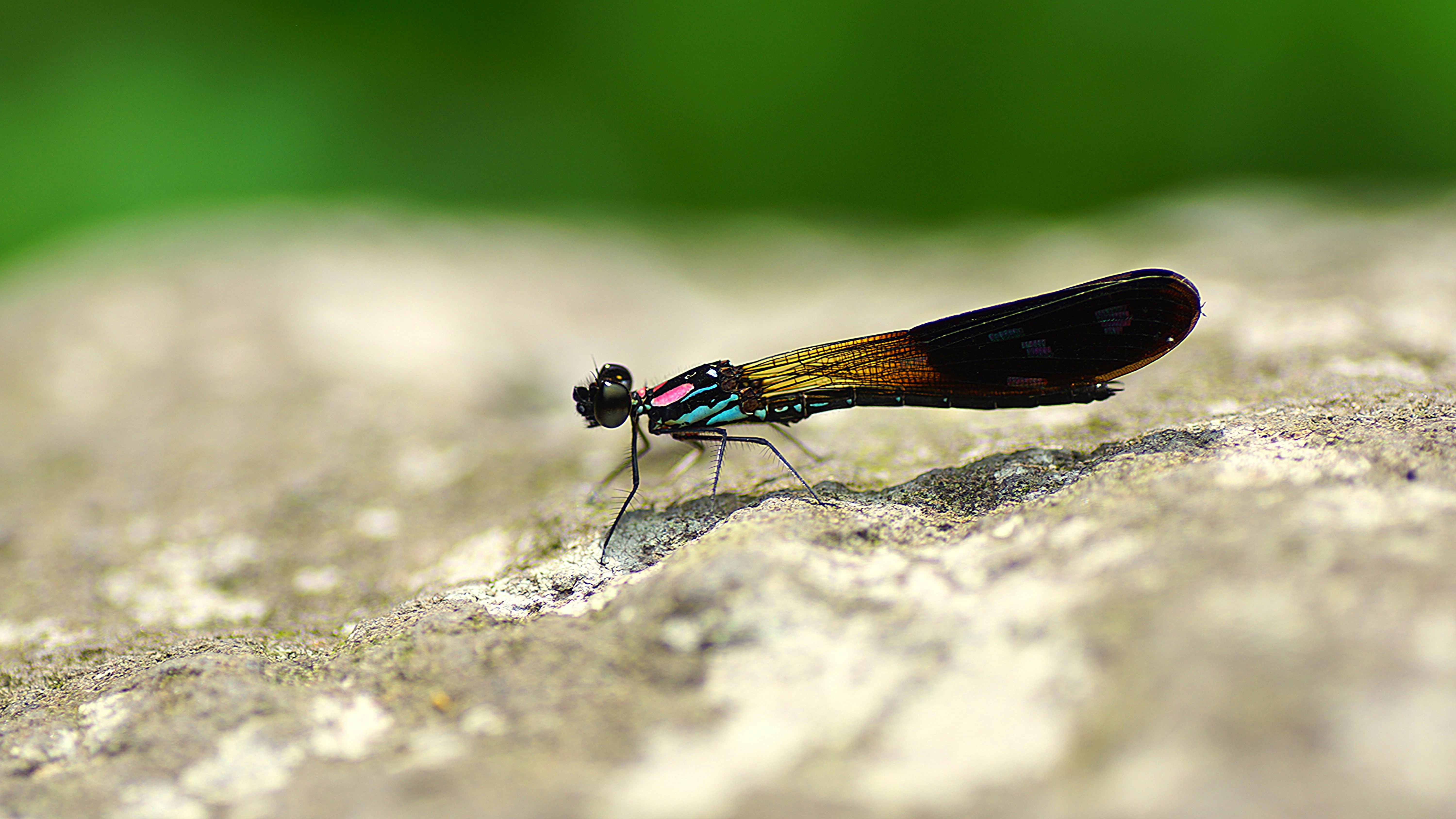 Emerald Pacer on a sunlit rock