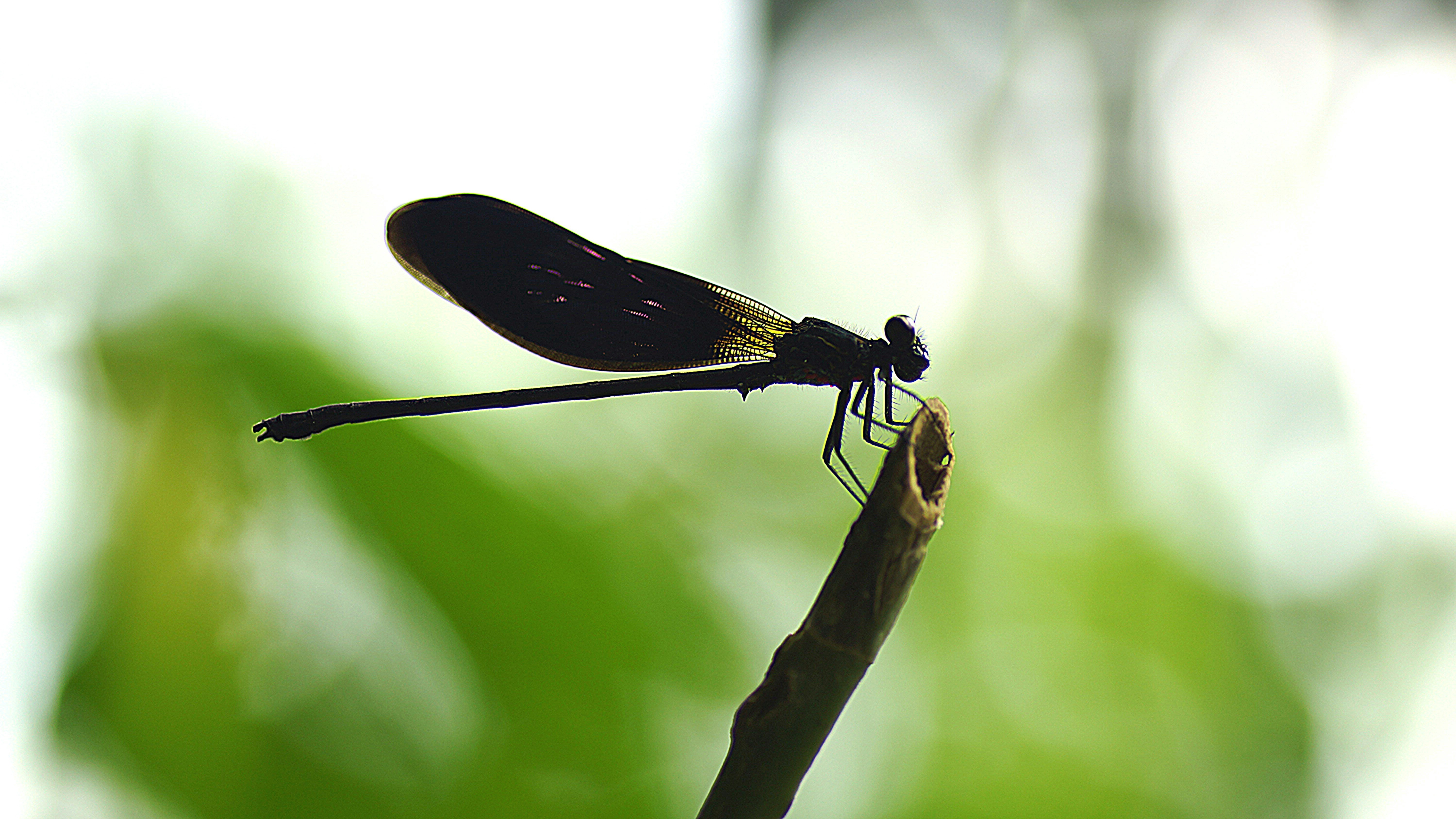 Perched Dragonfly on a Sunlit Twig