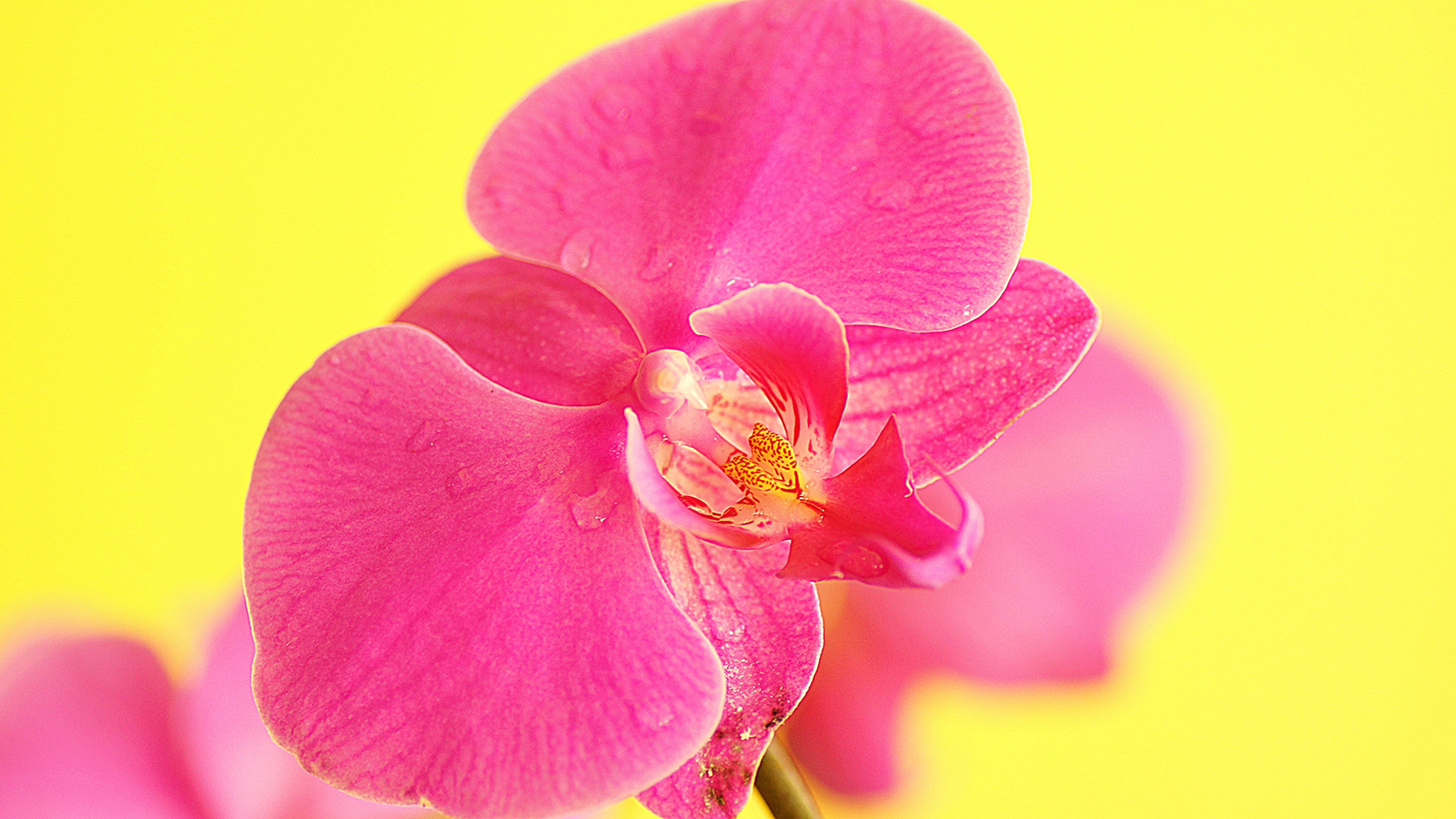 Pink Orchid Moment: A Bold Pop Against Sunny Yellow