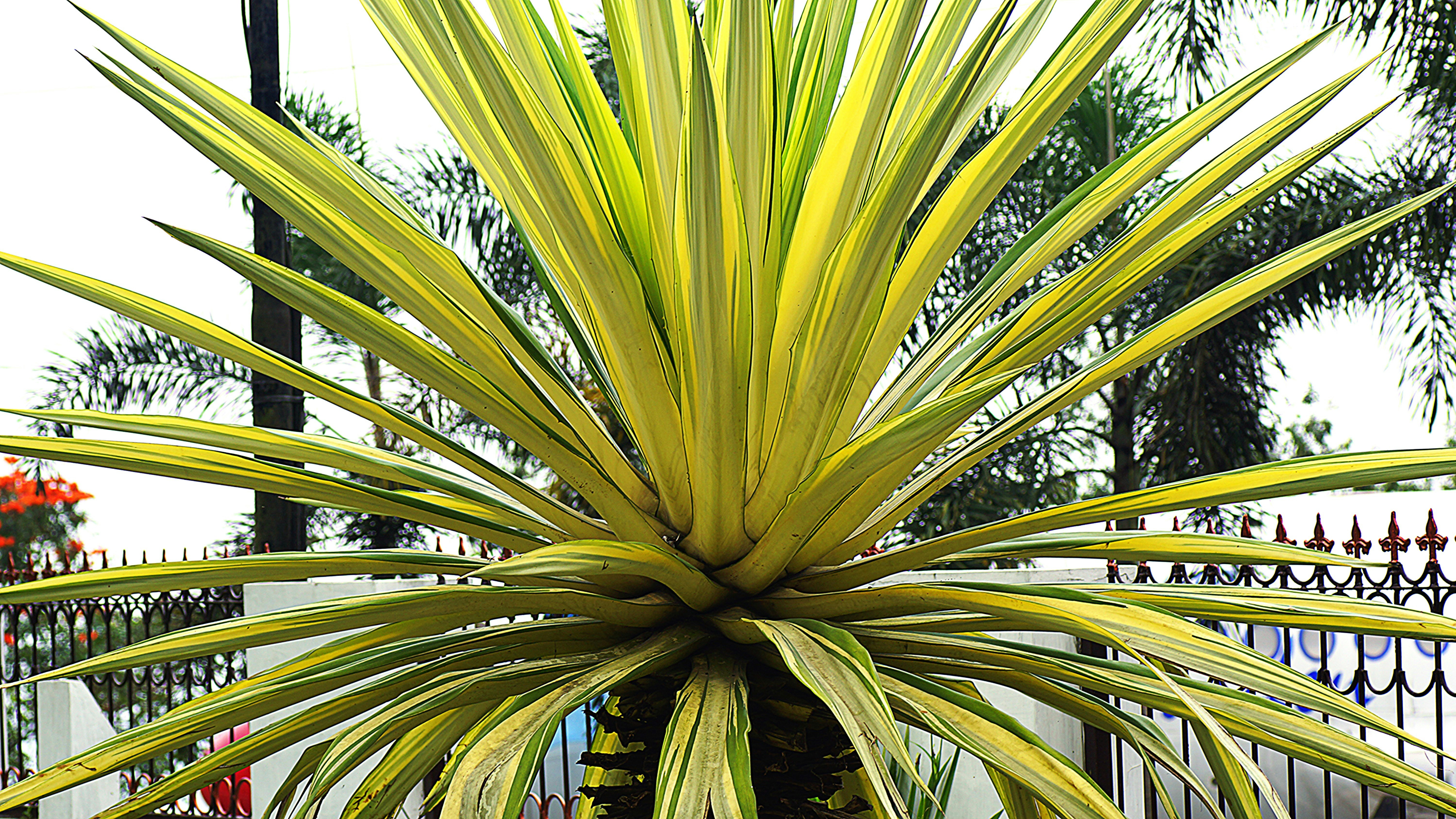 Sun-Soaked Spine: A Yucca-Like Plant Reaches for the Sky