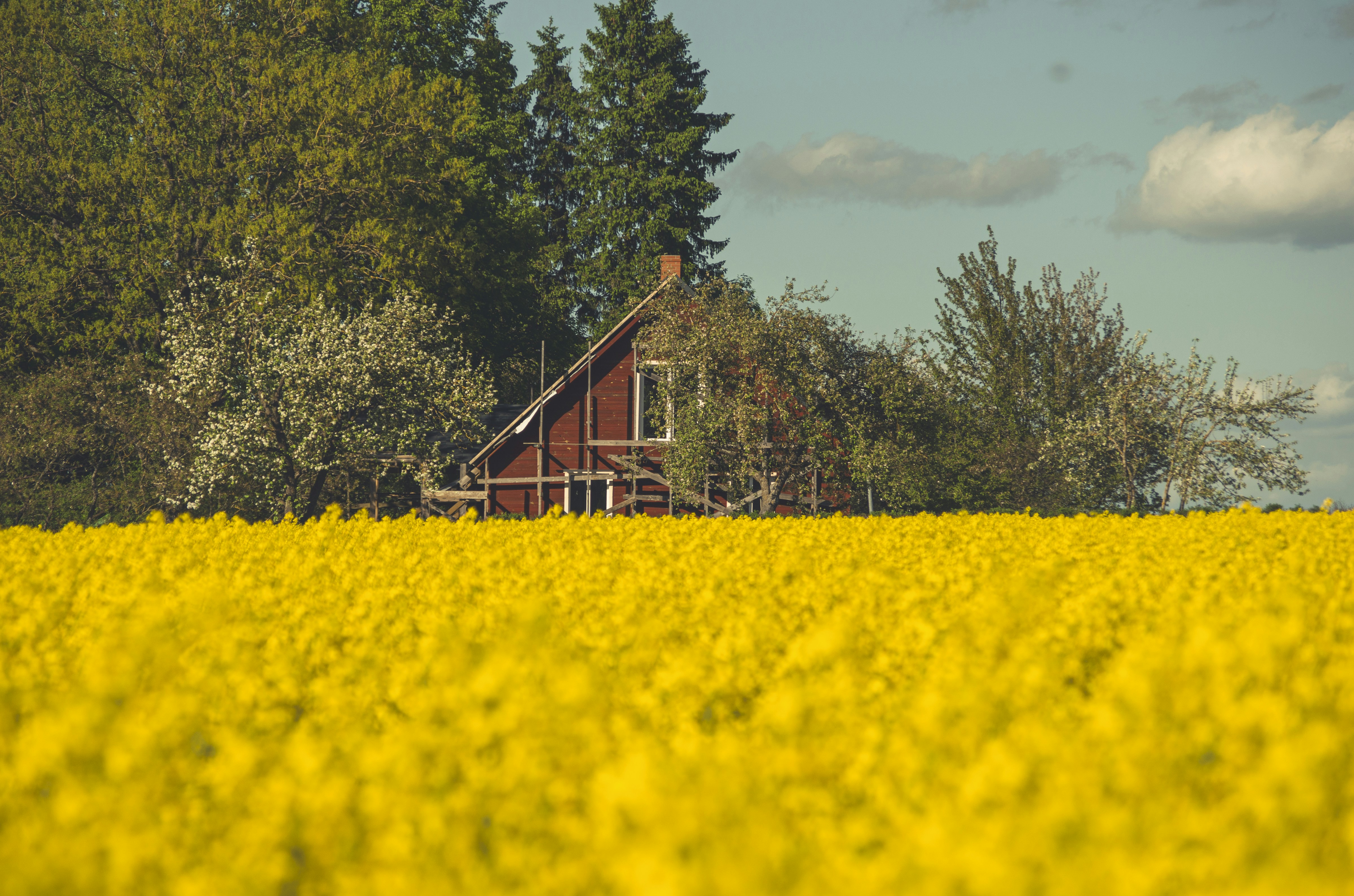 Red Barn in a Sea of Yellow Blooms