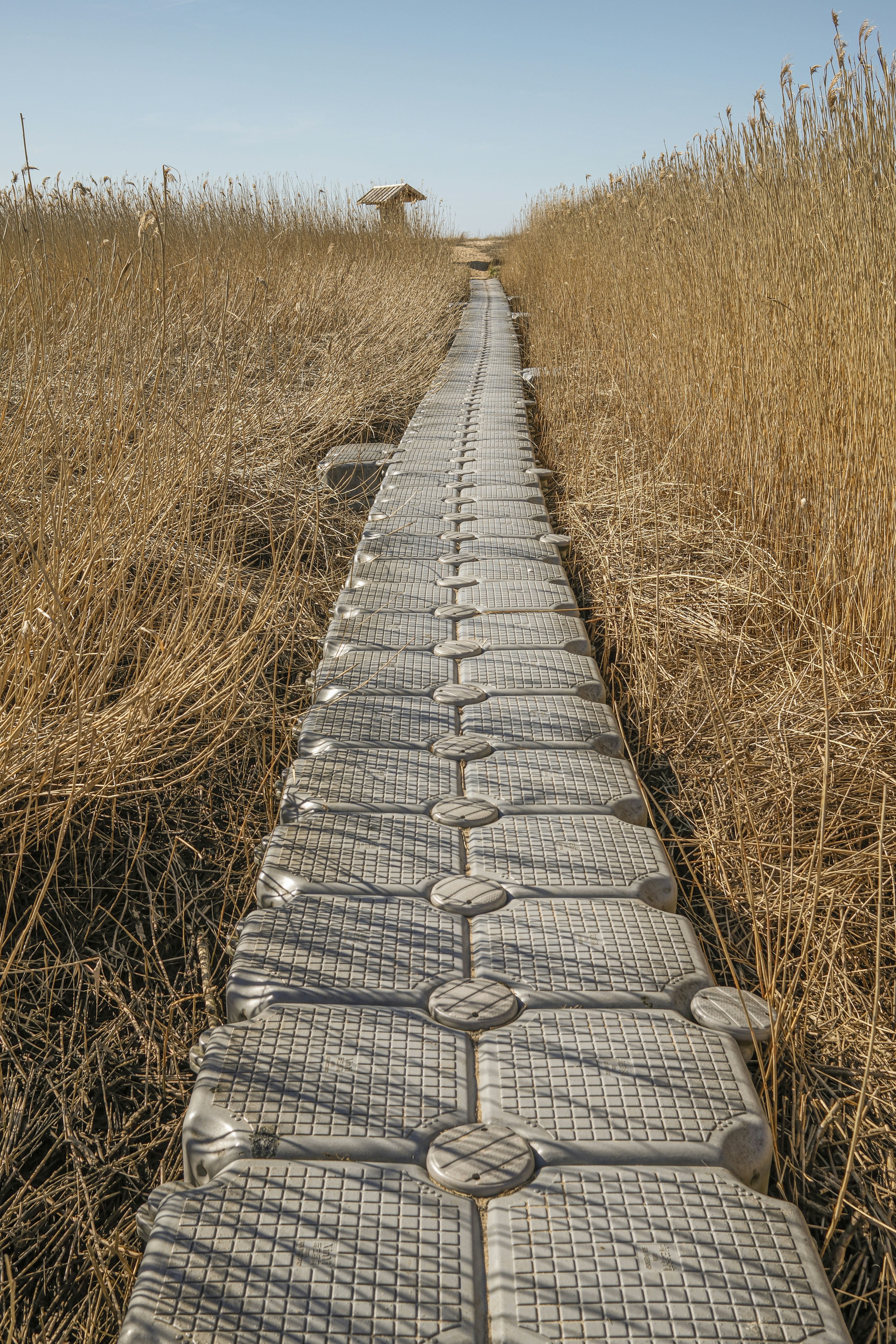 Pathway of Reeds: A Narrow Walk Through Golden Marsh