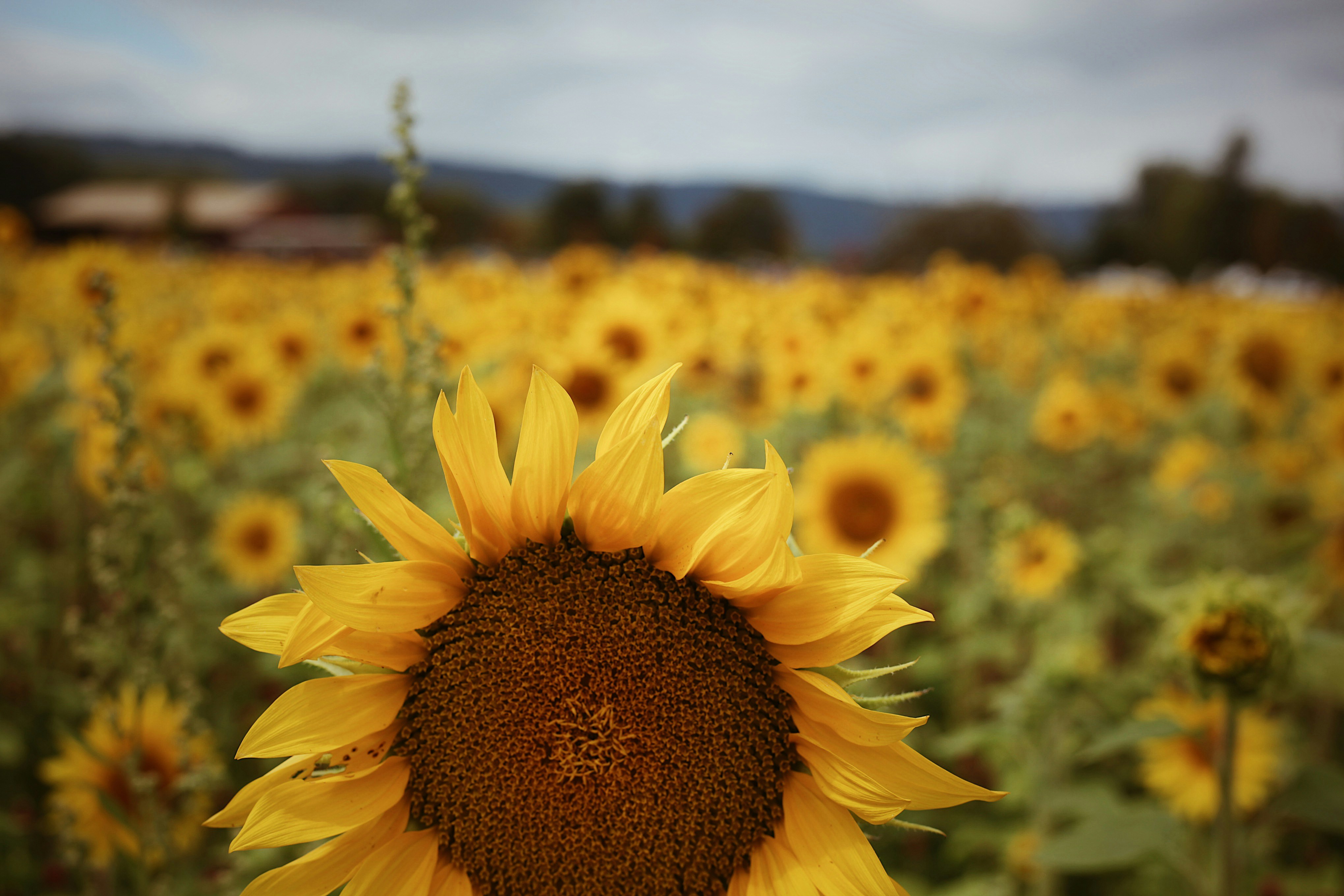 Sunflower Crown: A Close Field Portrait