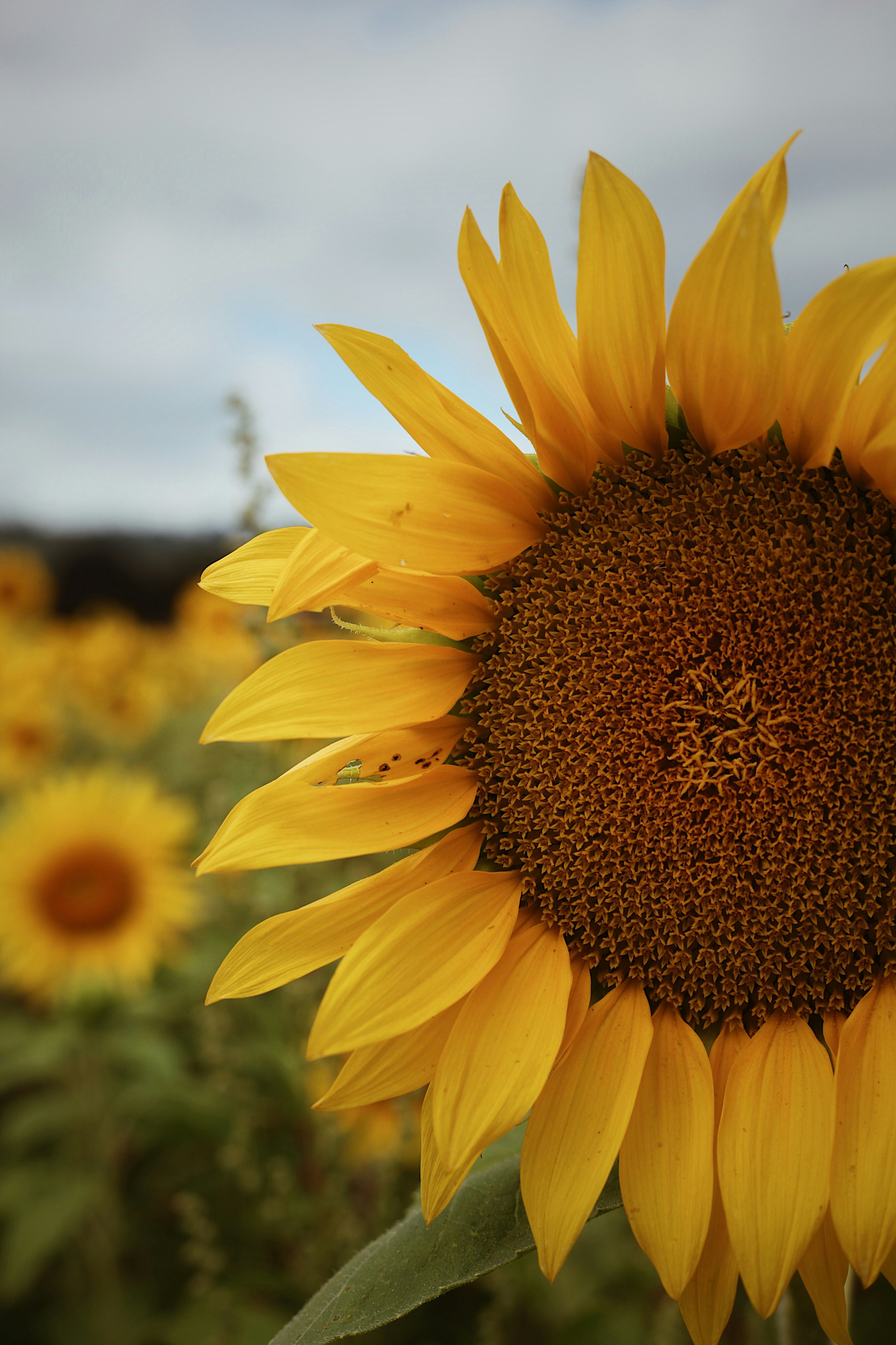 Toward the Sun: A Close Portrait of a Sunflower in Focus