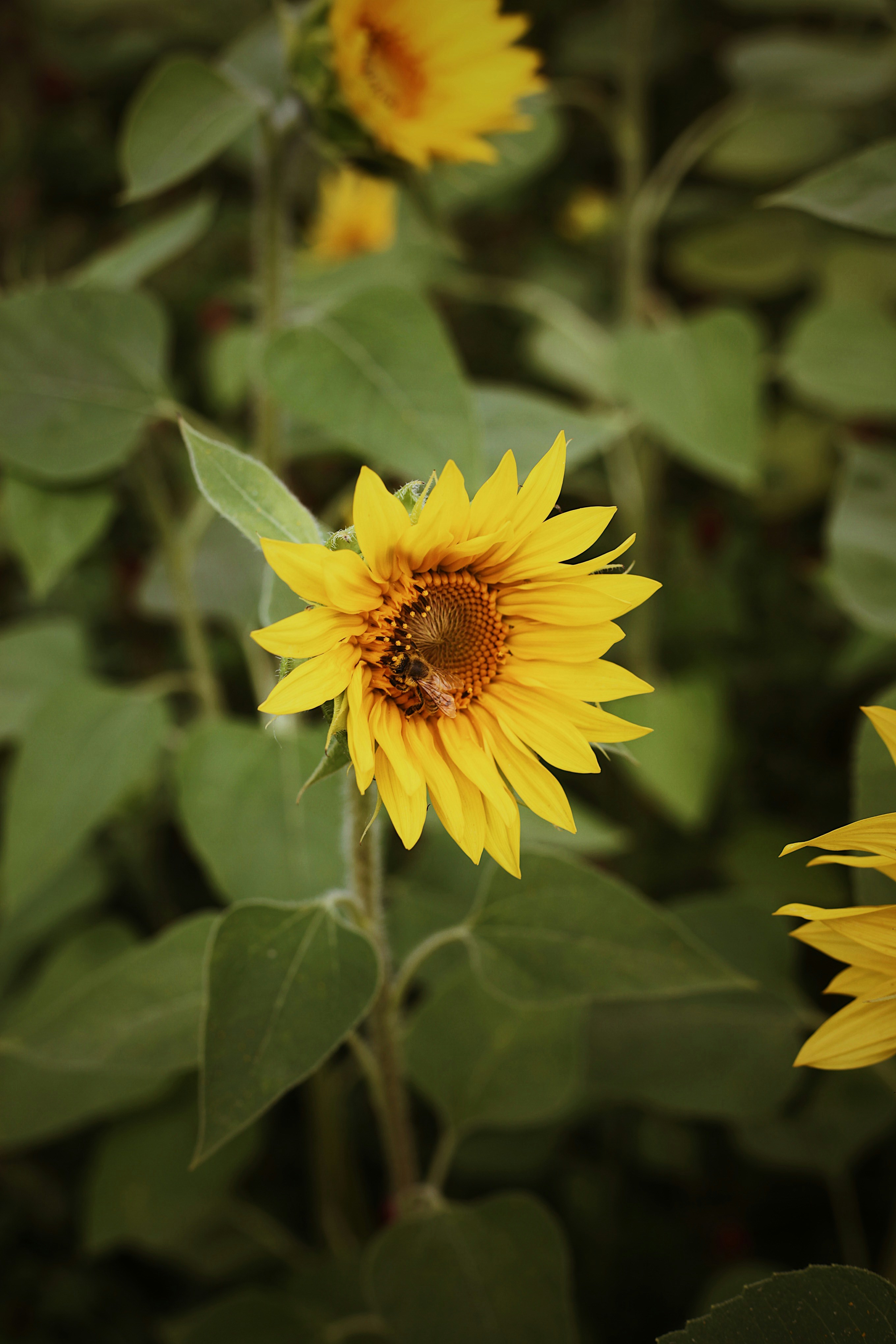 Bright sunflower center stage with surrounding foliage in a softly blurred garden bed.