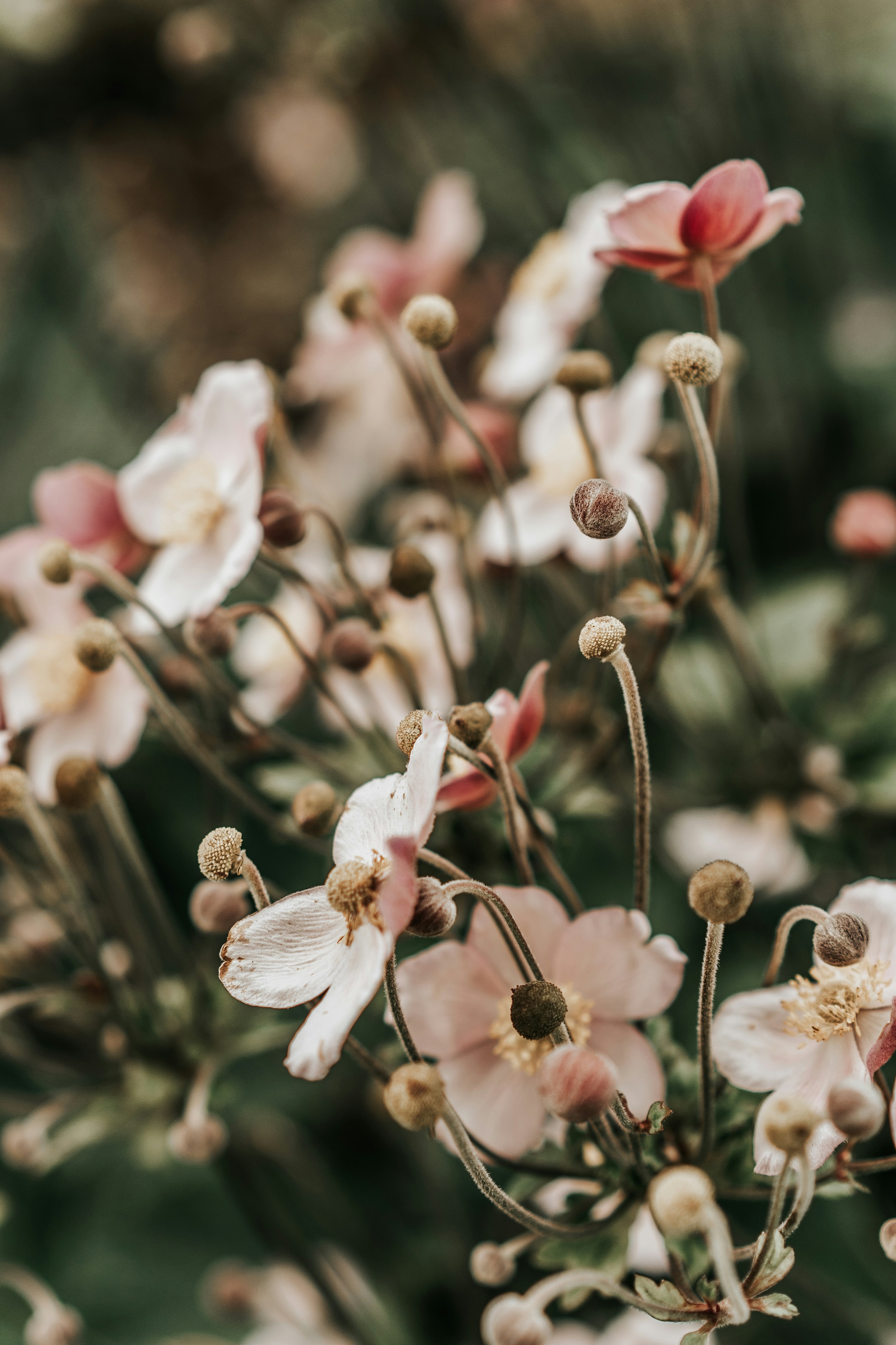 Blossoms in Focus: Tender Petals and Silhouetted Stems