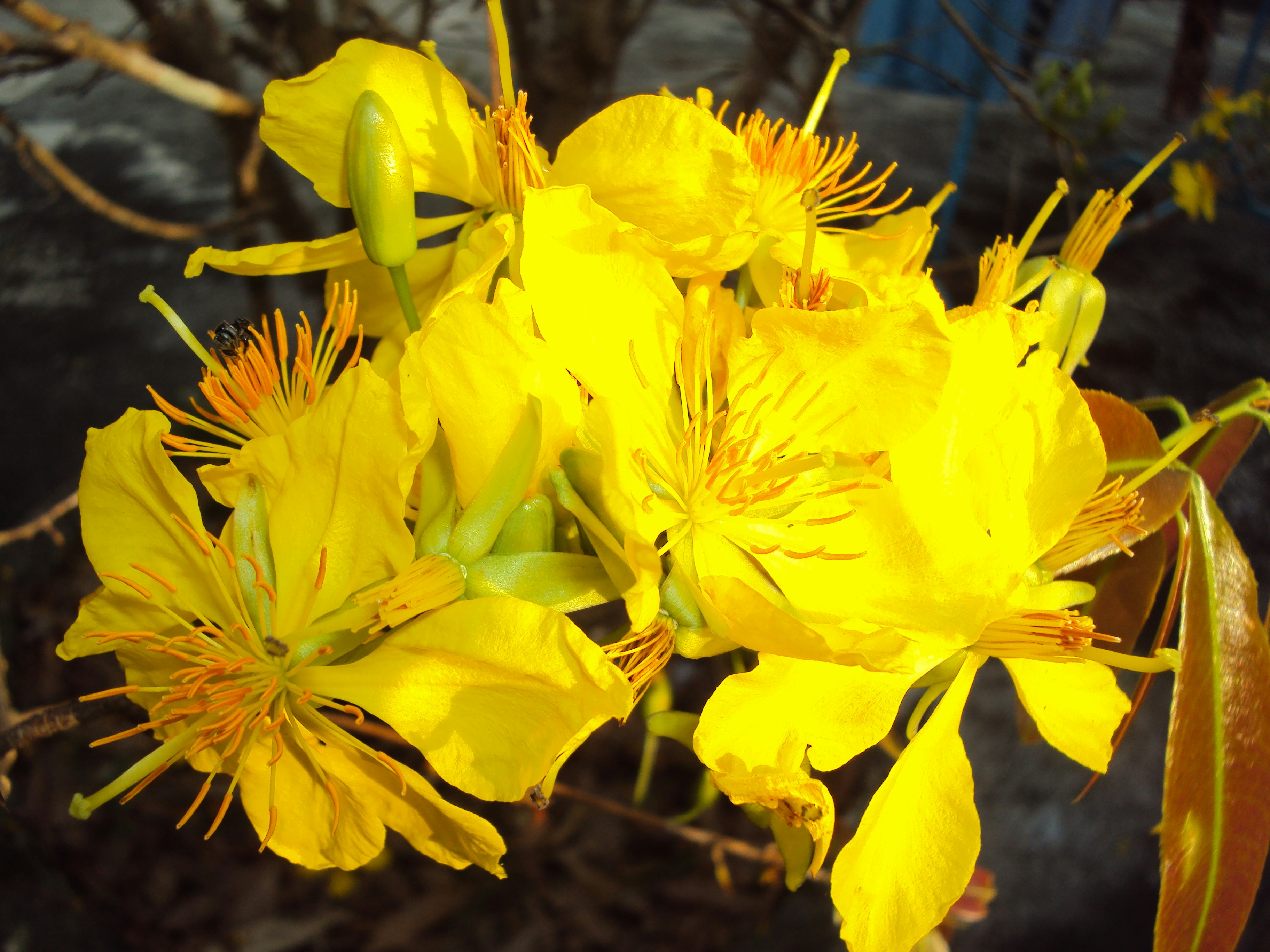 Sunlit Burst: A Golden Bouquet of Native Hibiscus in Full Bloom