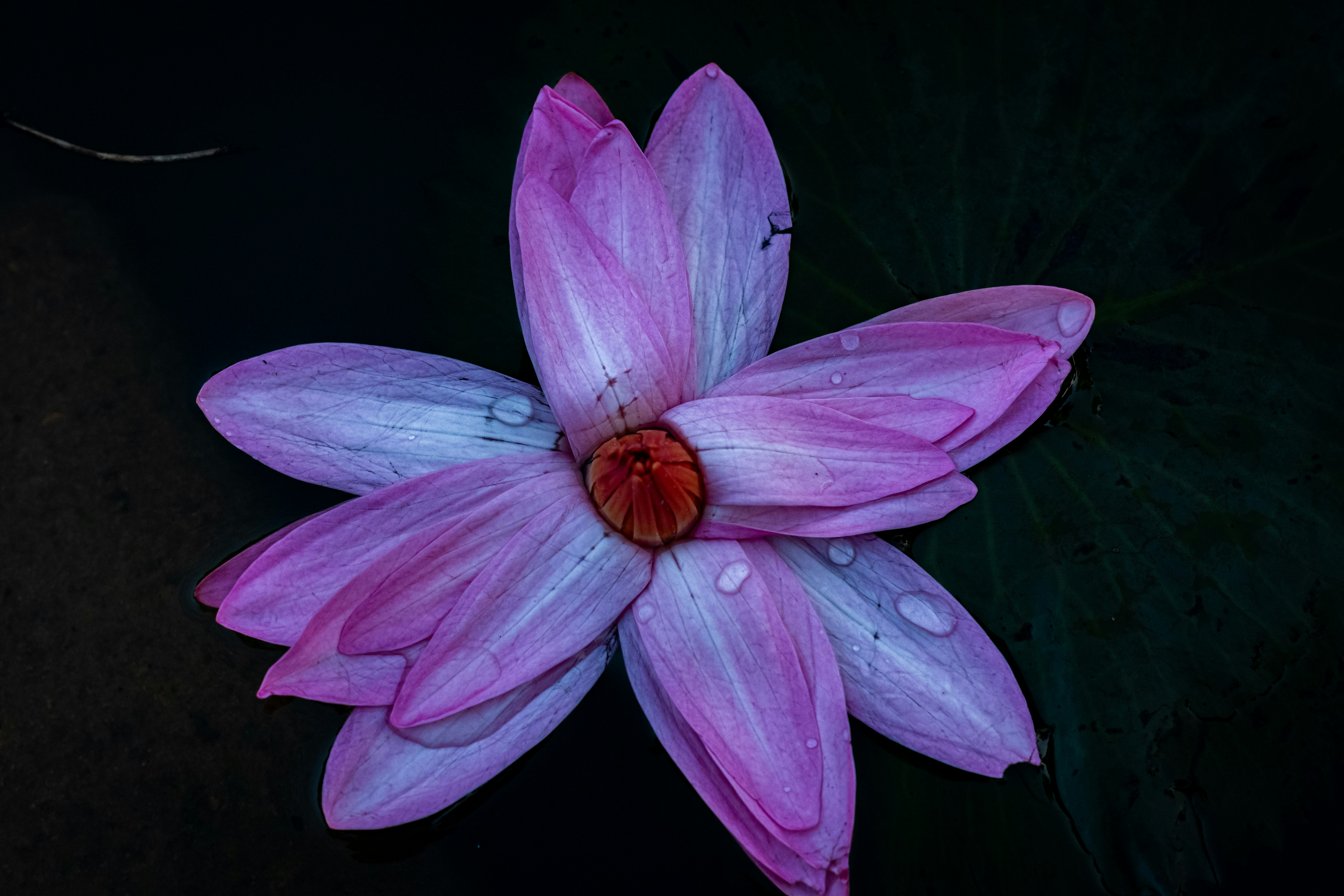 A vivid pink lotus bloom rests against a dark background, dew beads on petals highlighting texture and depth. (Logo/branding absent; photography captures natural subject with subtle backlighting.)