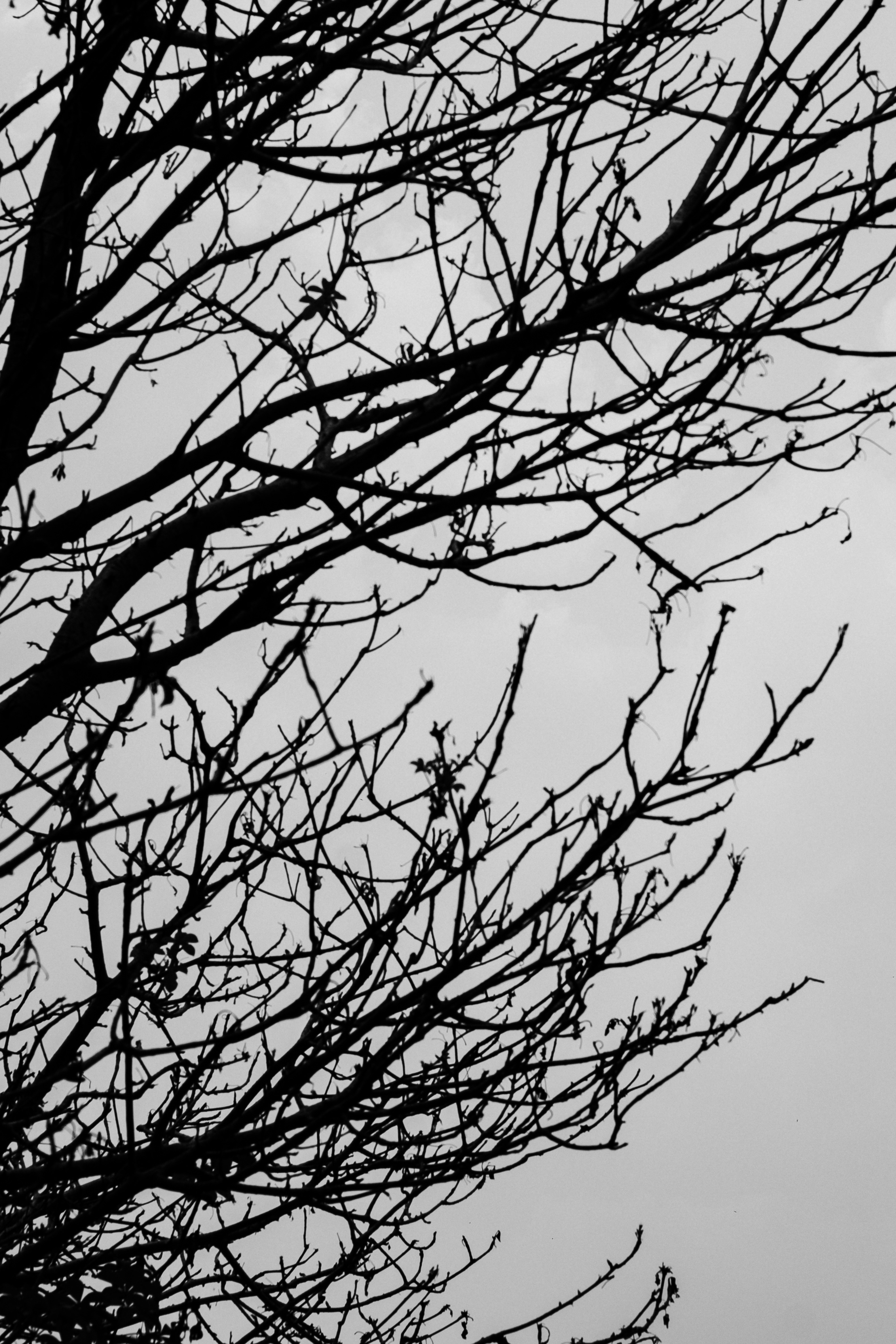 Silhouetted Branch Network Against Overcast Sky