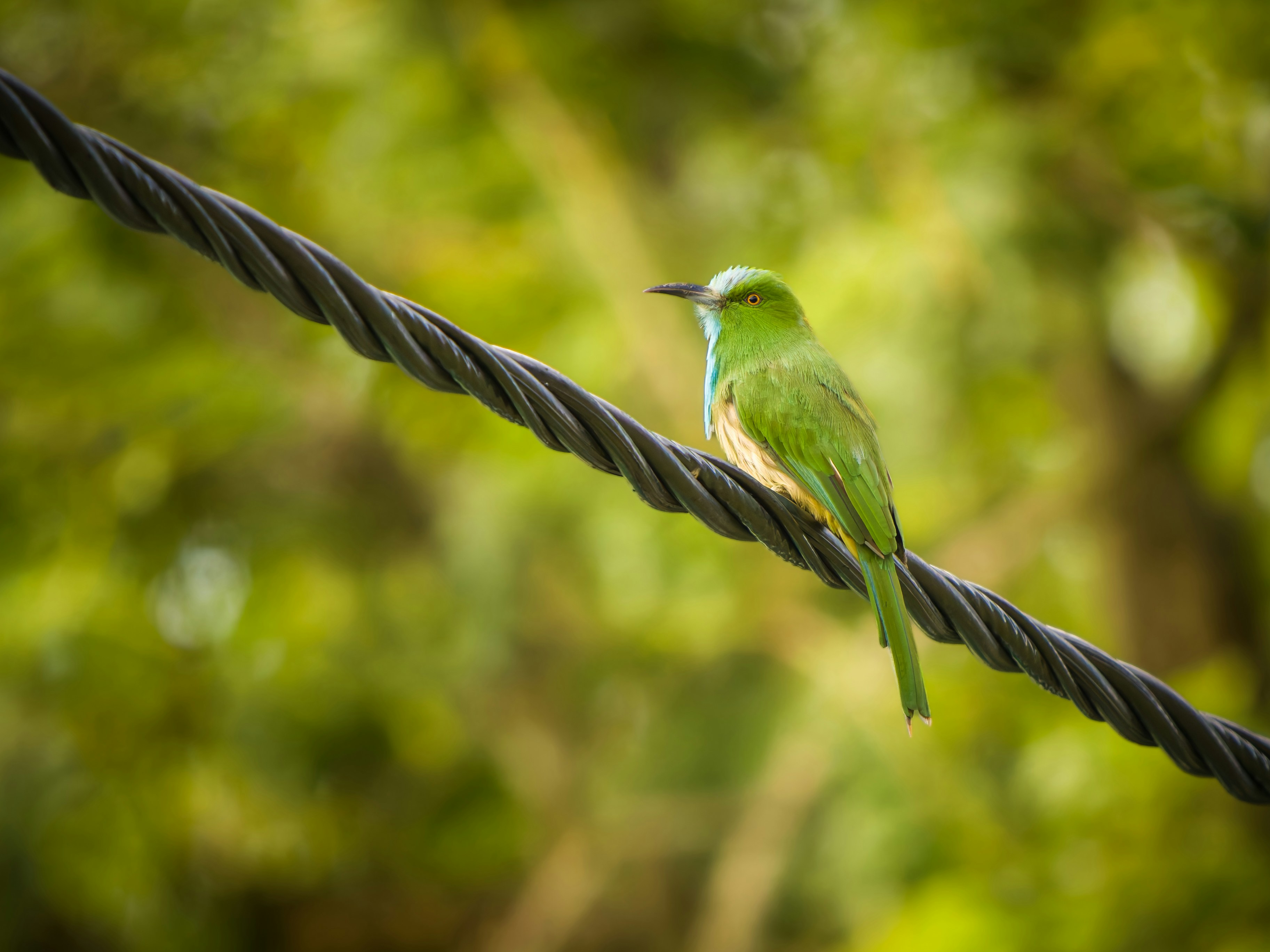 Green Kingfisher in Profile on a Woven Cable