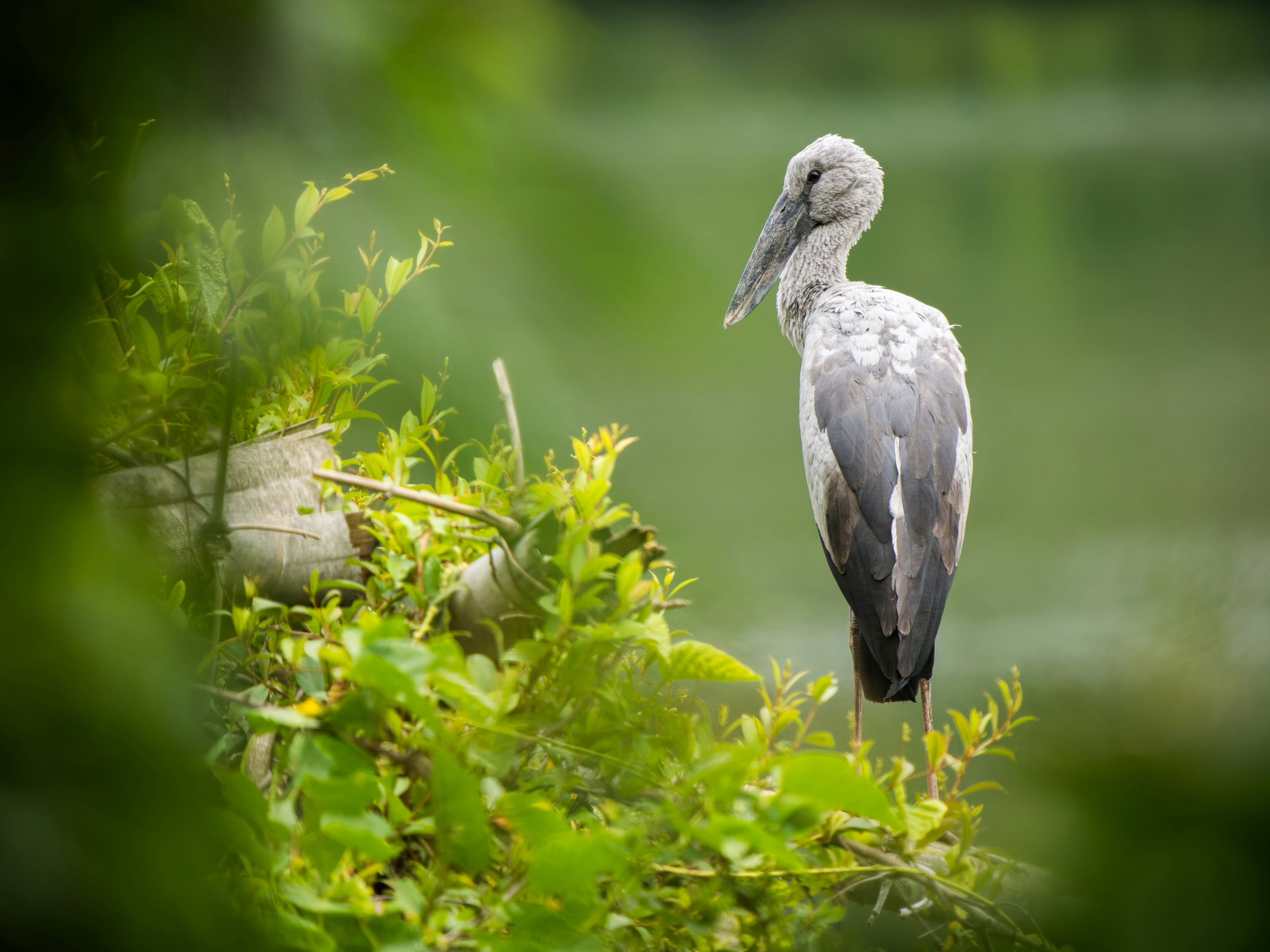 Heron in a Quiet Garden: A Portrait by the Water