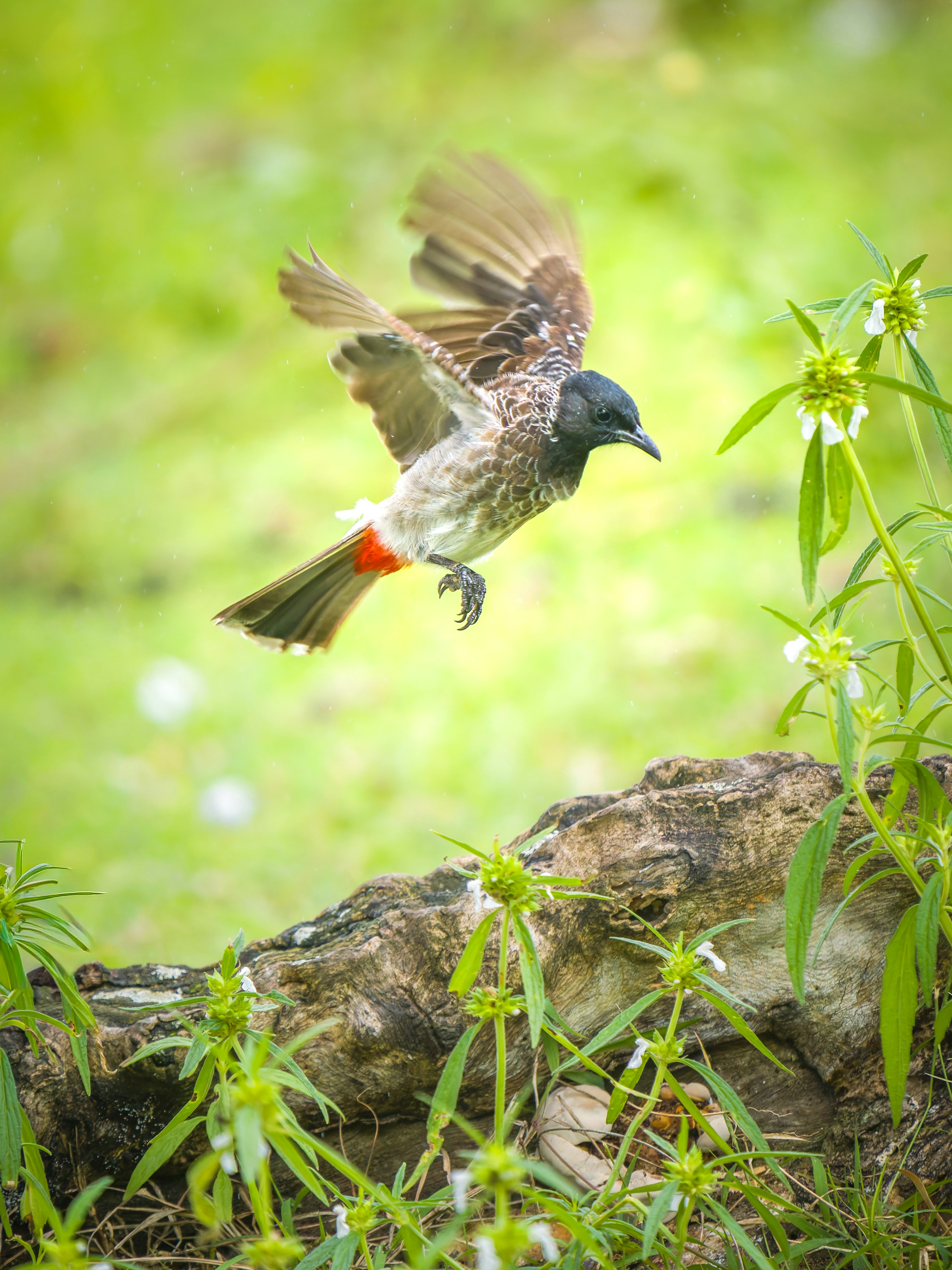 Hummingbird in mid-hover above a mossy log