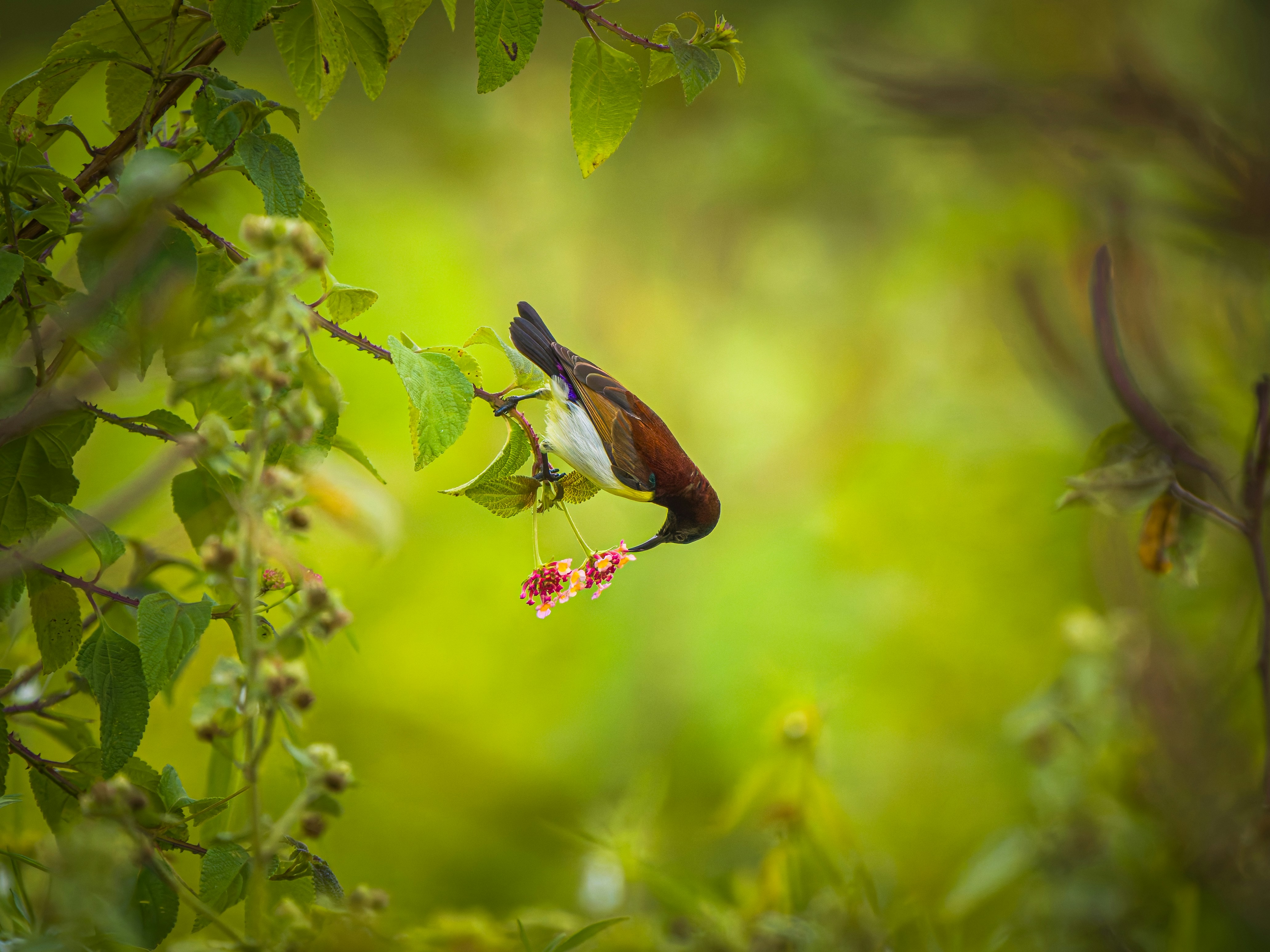 Neon Green Canopy Minute: A Hummingbird Hovering Over Pink Blossoms