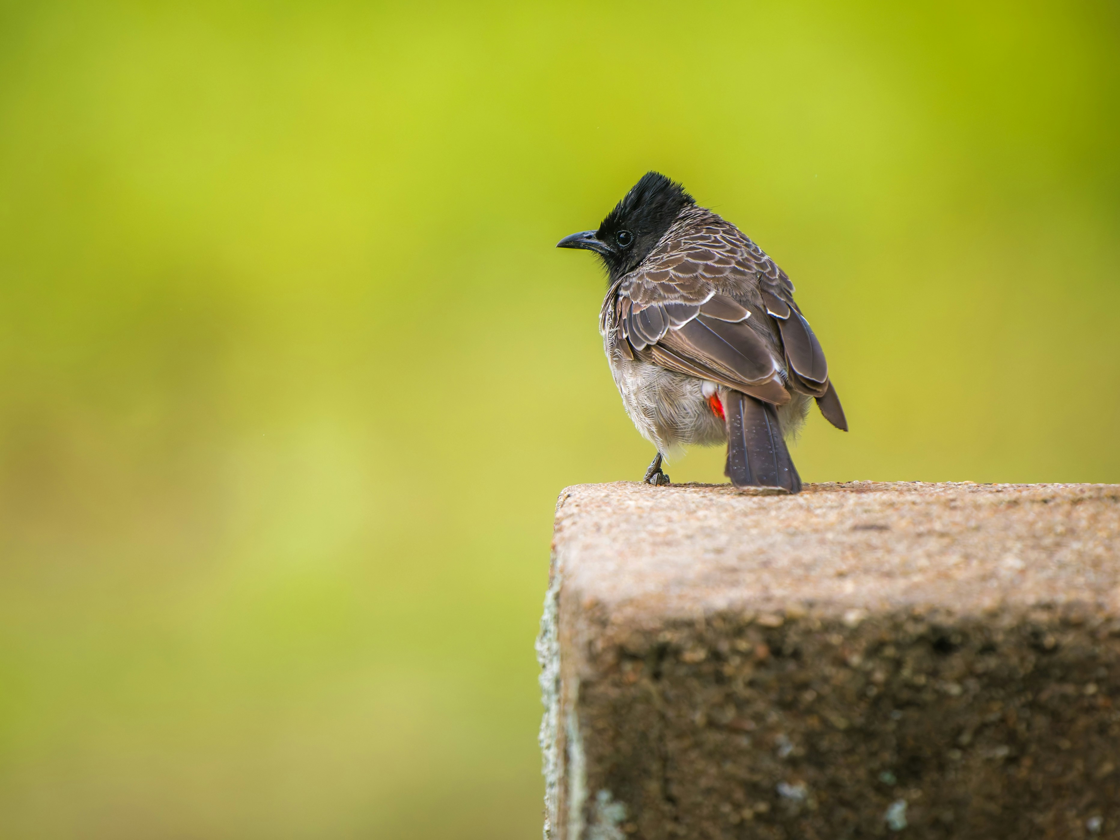 Perched Explorer: A Scaled-Back Songbird on a Weathered Edge