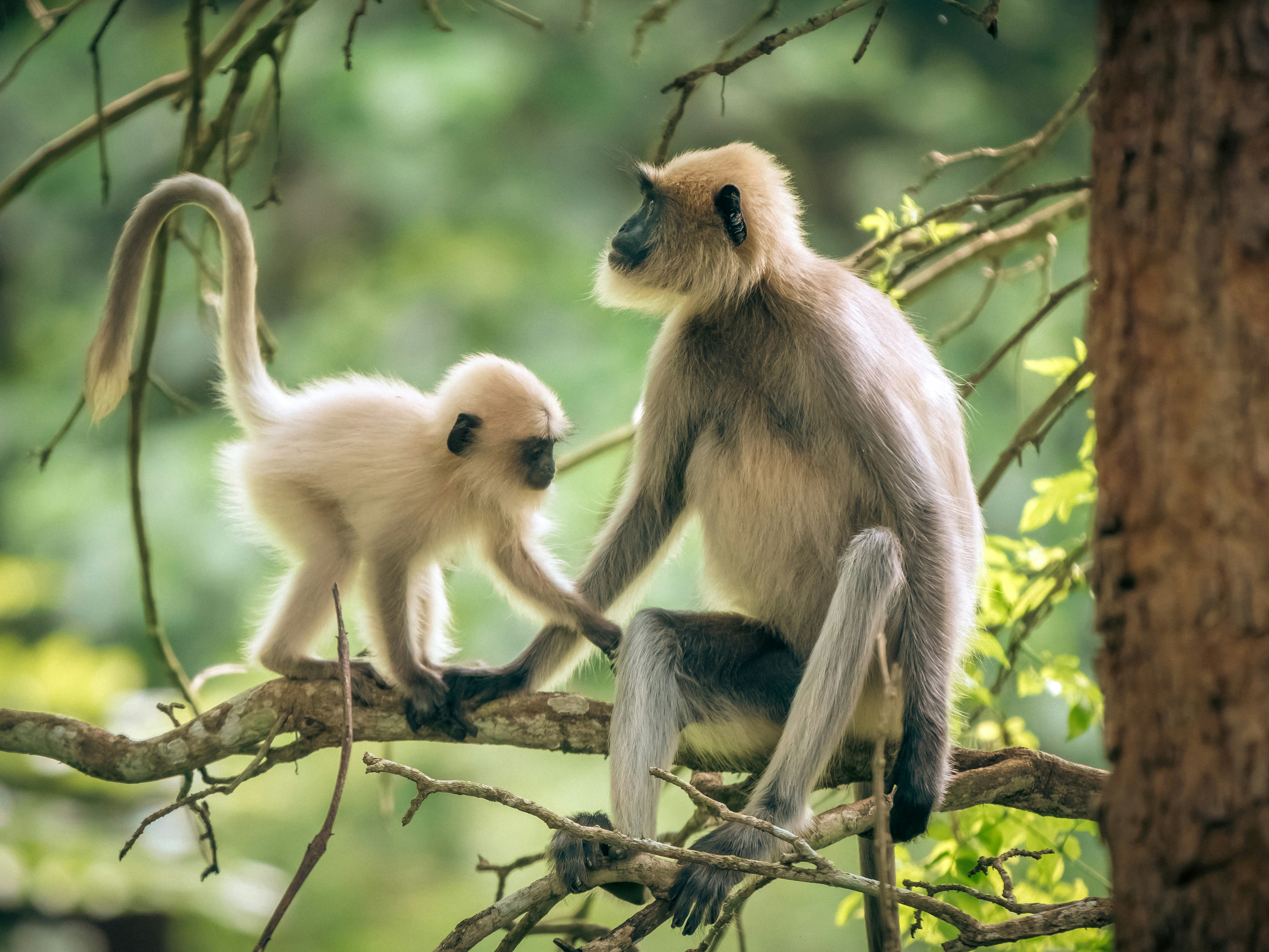 A Gentle Moment: Siblings Share a Branch in Quiet Green