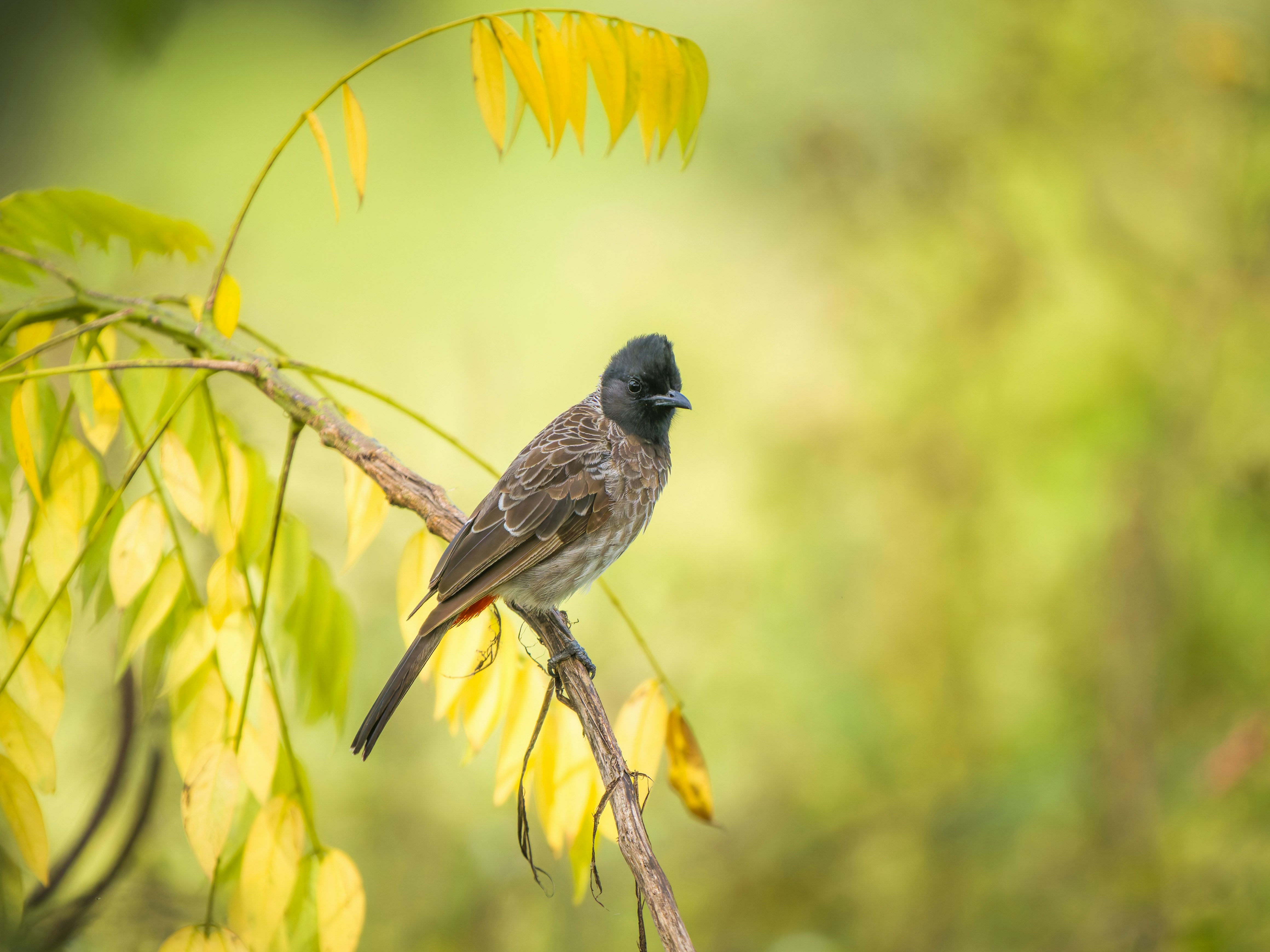 Perched on a Weathered Twig in Soft Autumn Light