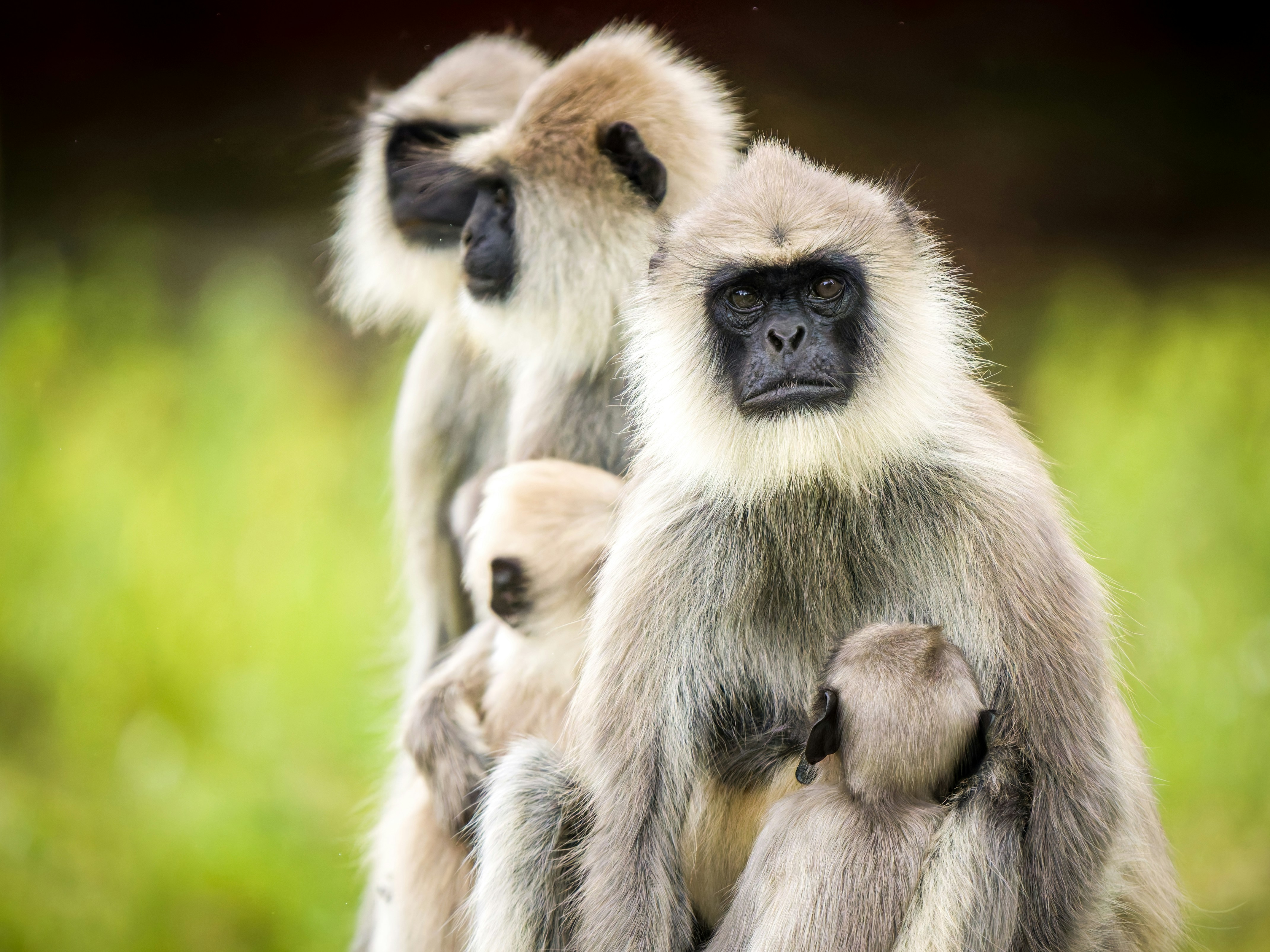 Chorus of Primates: A Quiet Family Portrait in Dappled Light