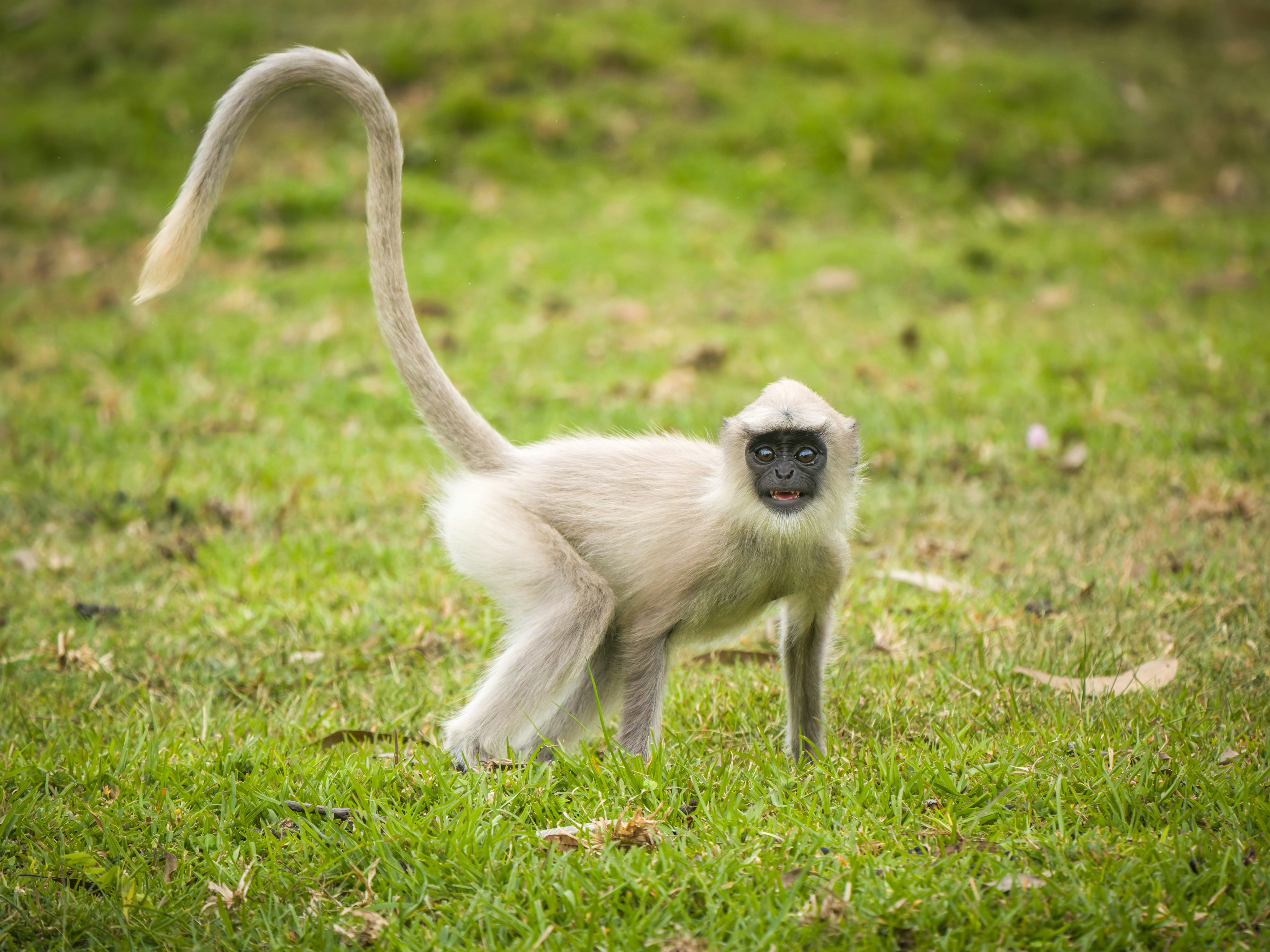 Curious Long-Tailed Explorer in a Sunlit Clearing