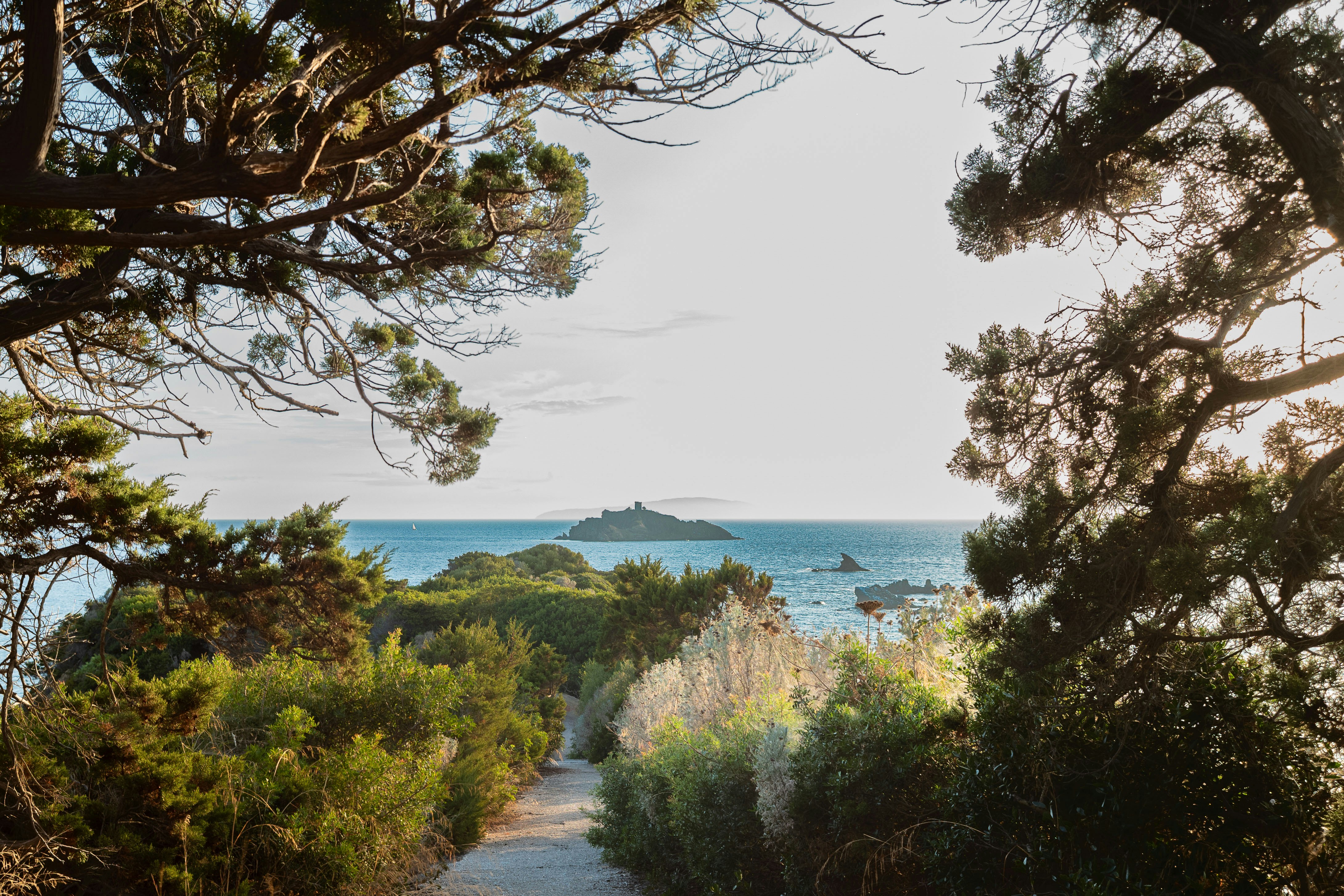 Path through coastal pines toward the sea, with a distant island on the horizon; natural light and foliage create a bright, inviting mood. Photograph type: landscape.