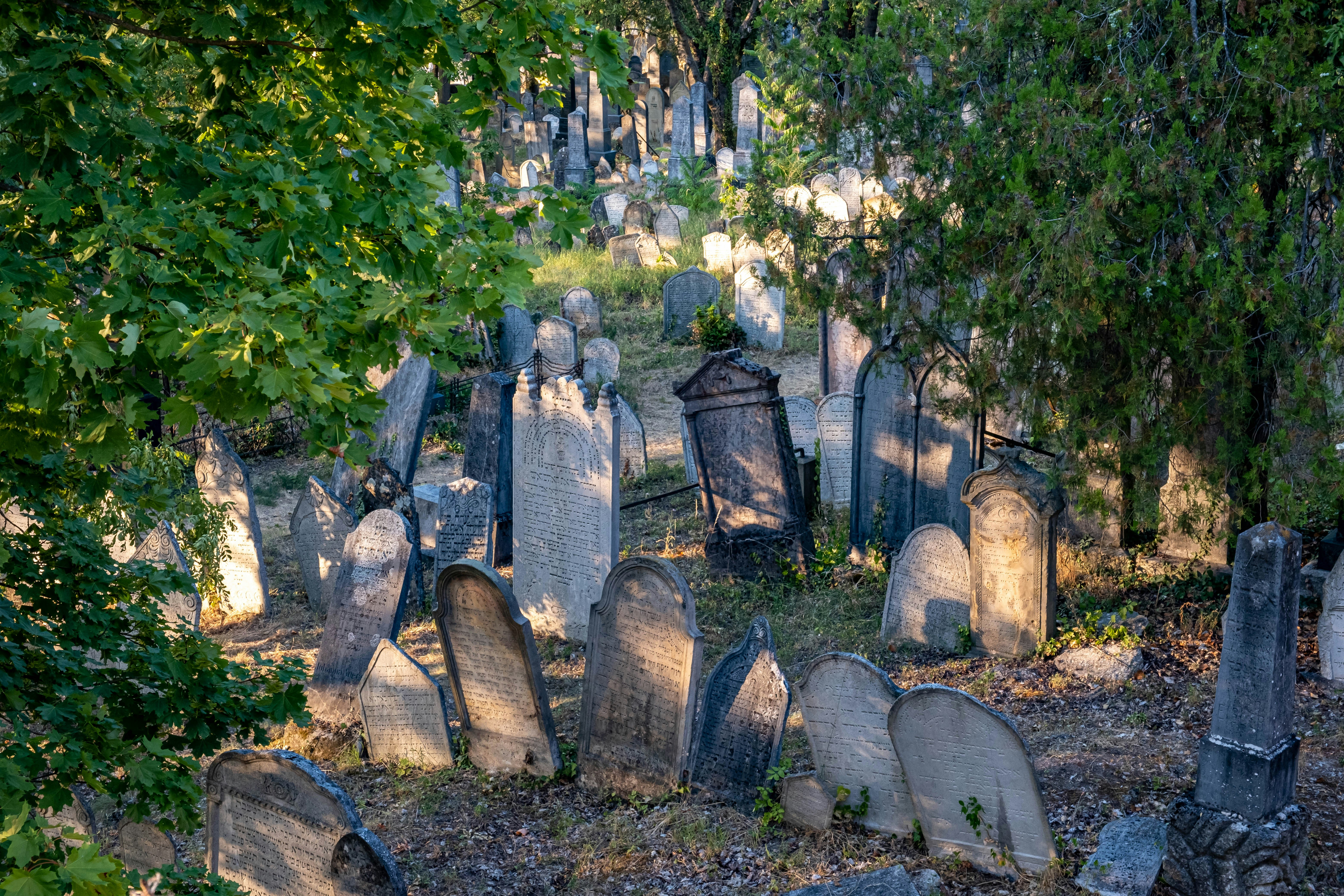 Overgrown Silent Rows: A Graveyard in Dappled Light