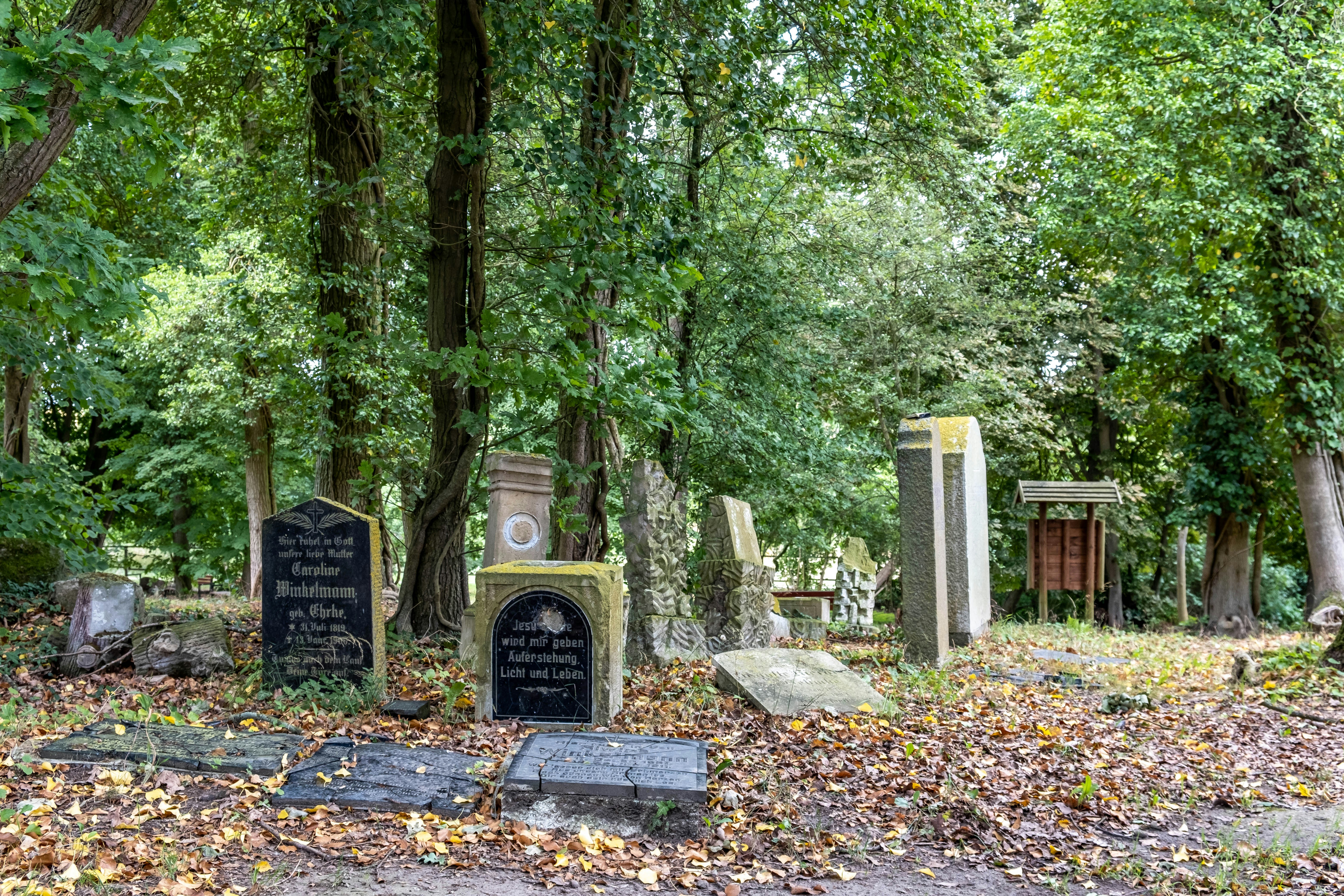 Leaf-littered graveyard under dappled forest light