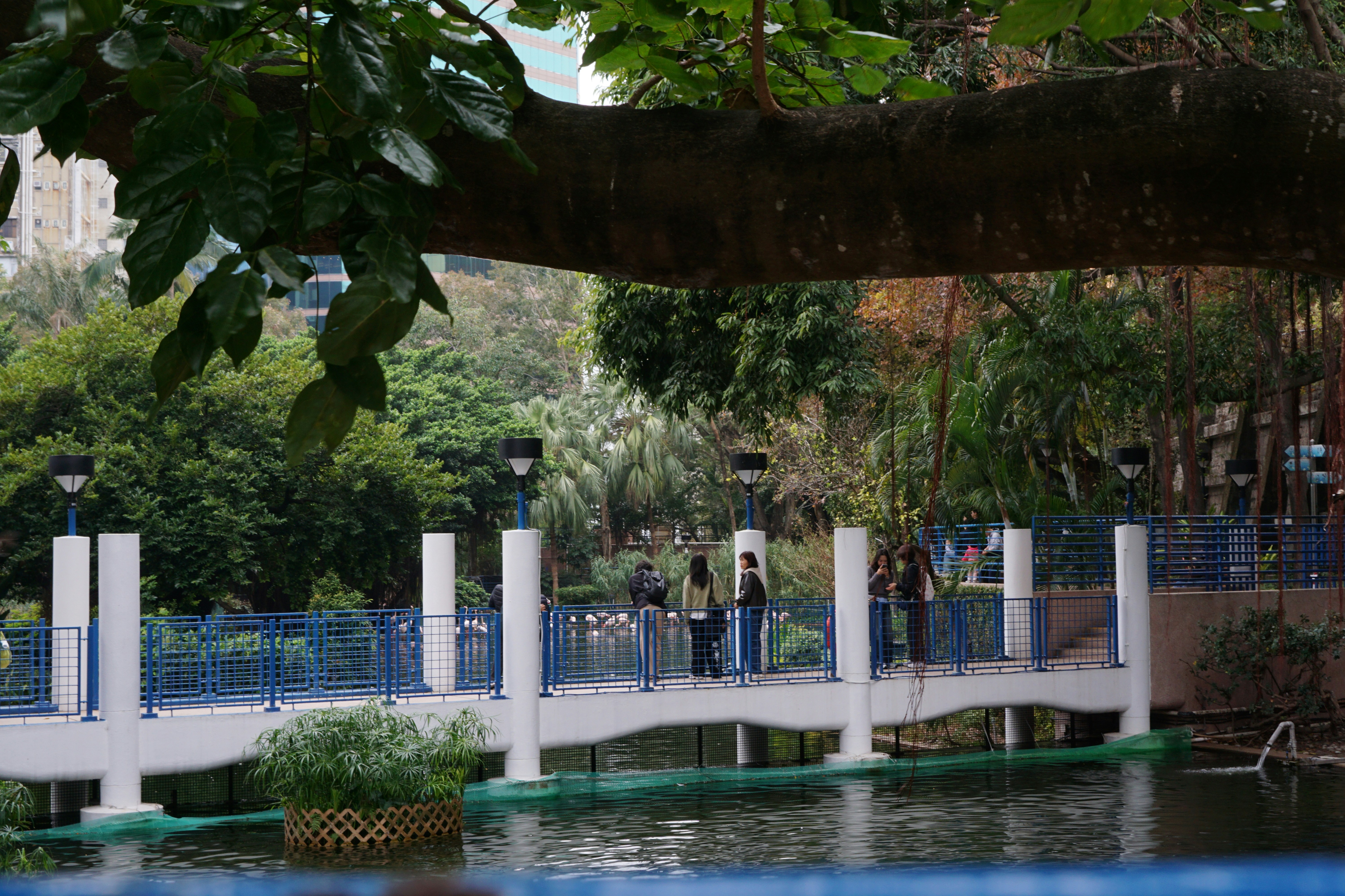 Bridge Over Quiet Waters: A Park Scene Framed Under a Giant Branch