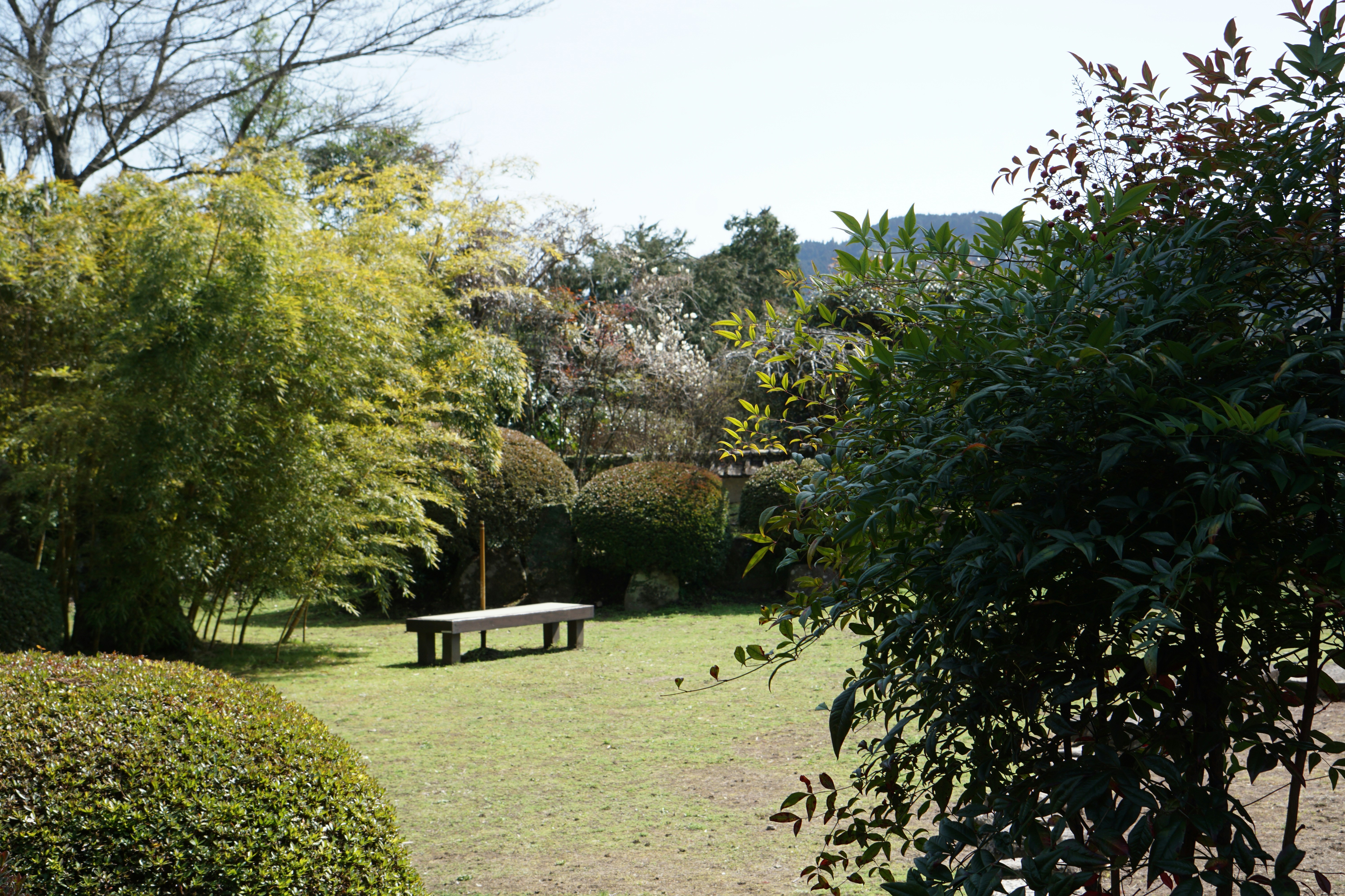 Sunlit Park Bench Amid Quiet Garden Morning