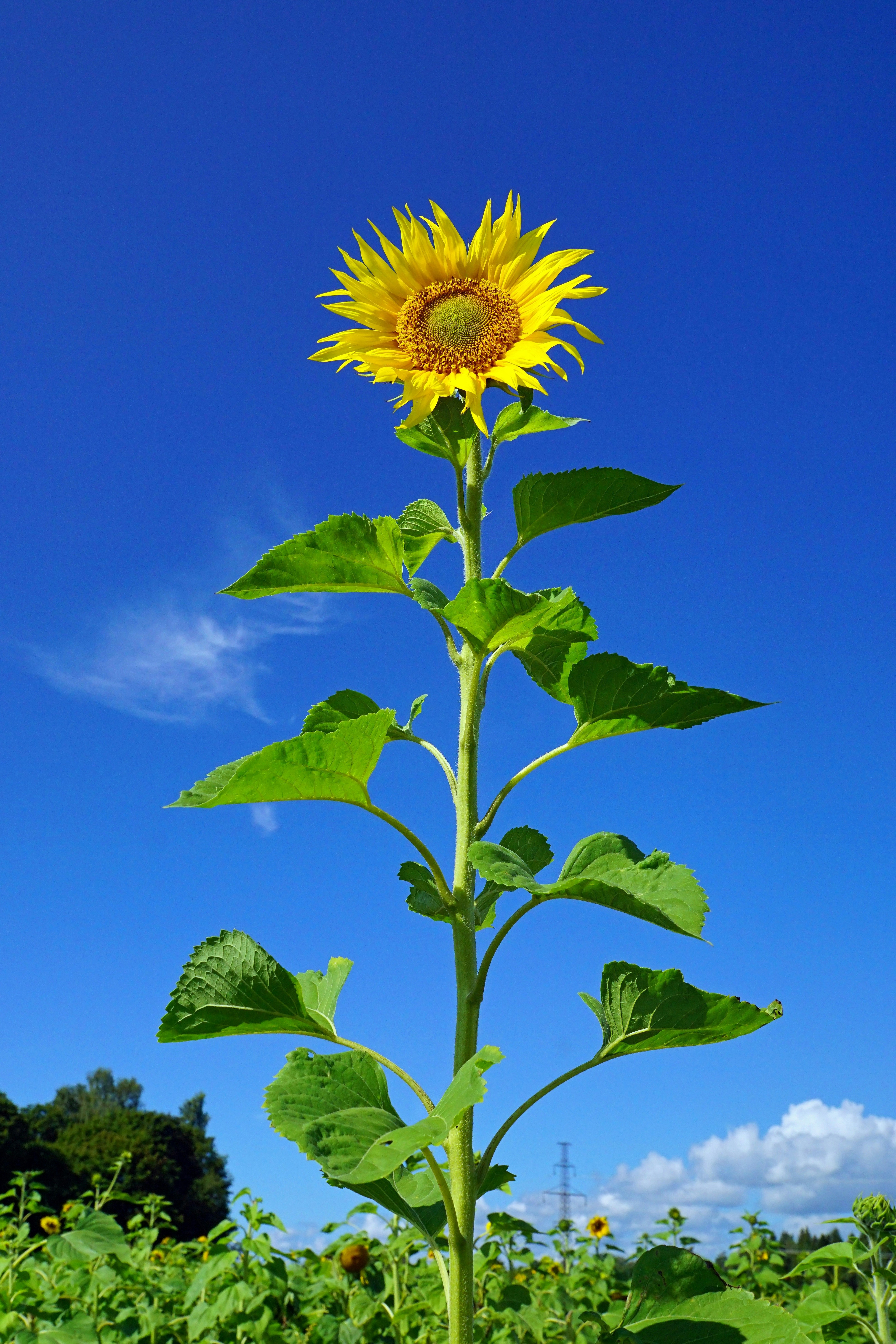 Sunflower Sovereign Reaching Toward a Cerulean Sky