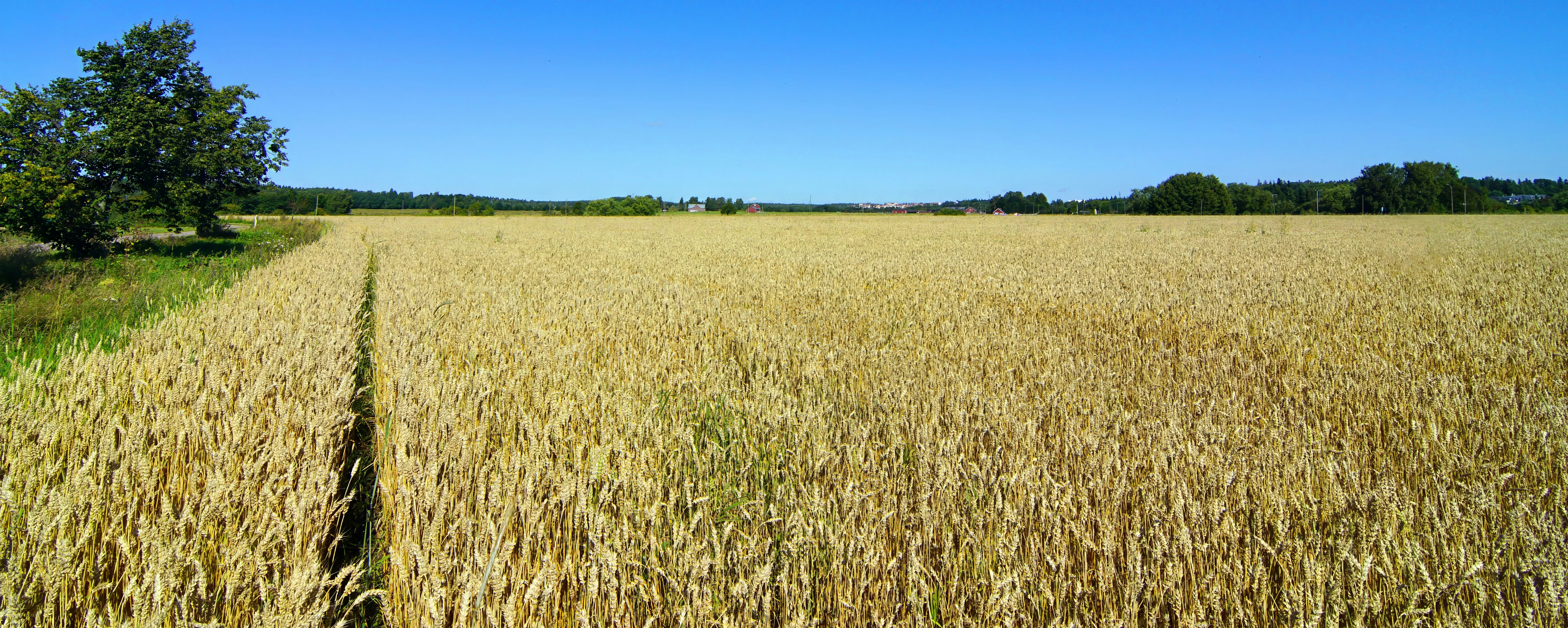 Golden Horizon: A Seamless Wheat Field Under a Clear Blue Sky